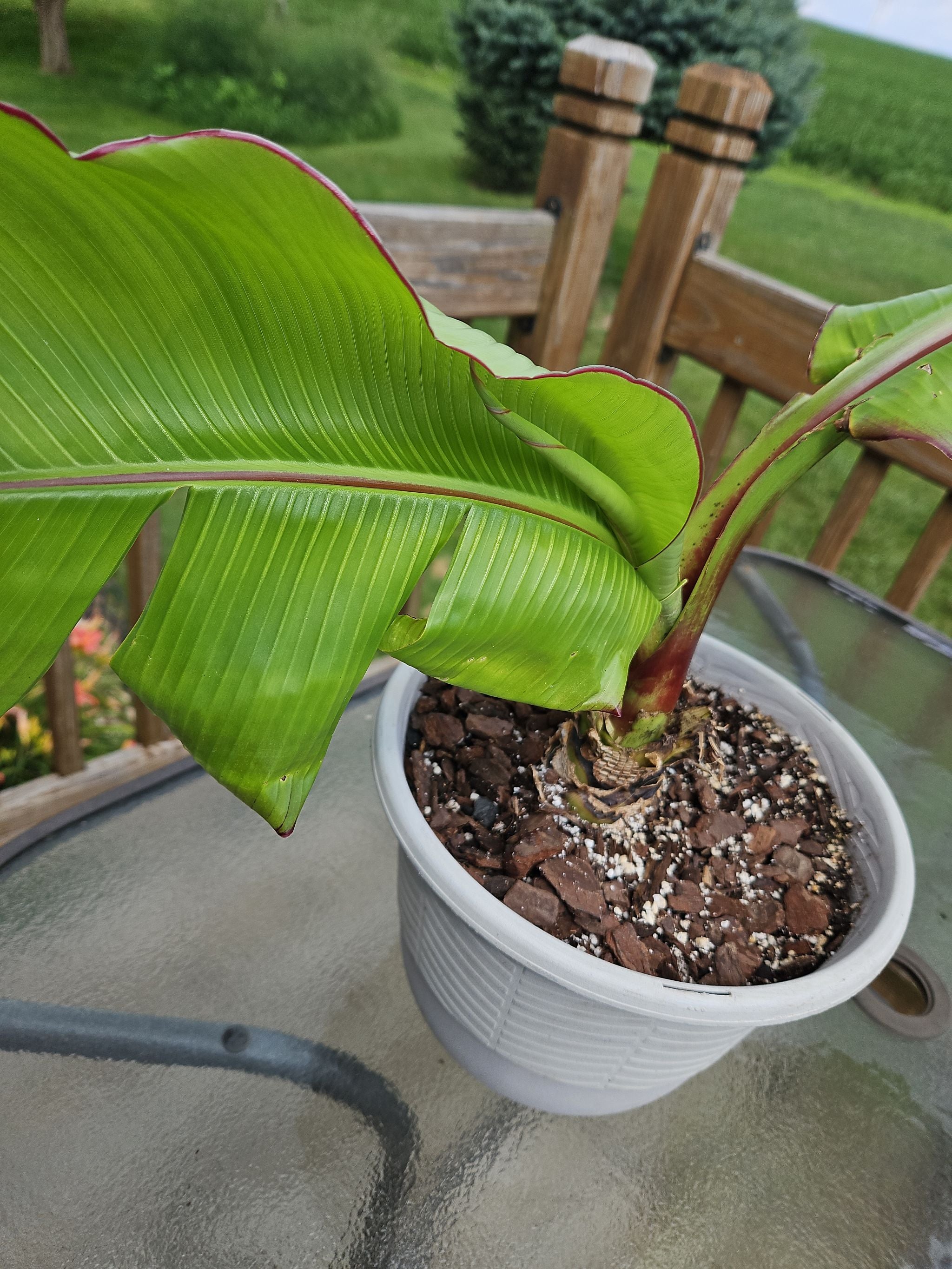 Red Banana Plant Care: Water, Light, Nutrients | Greg App 🌱
