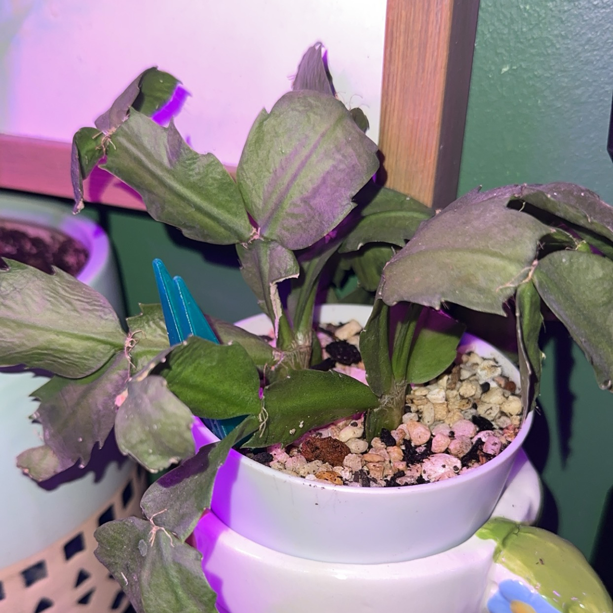 Huckleberry Fern | A plant by @KaityRadford01 on Greg