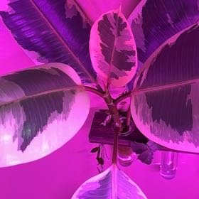 Left Ruby III | A plant by @KaityRadford01 on Greg