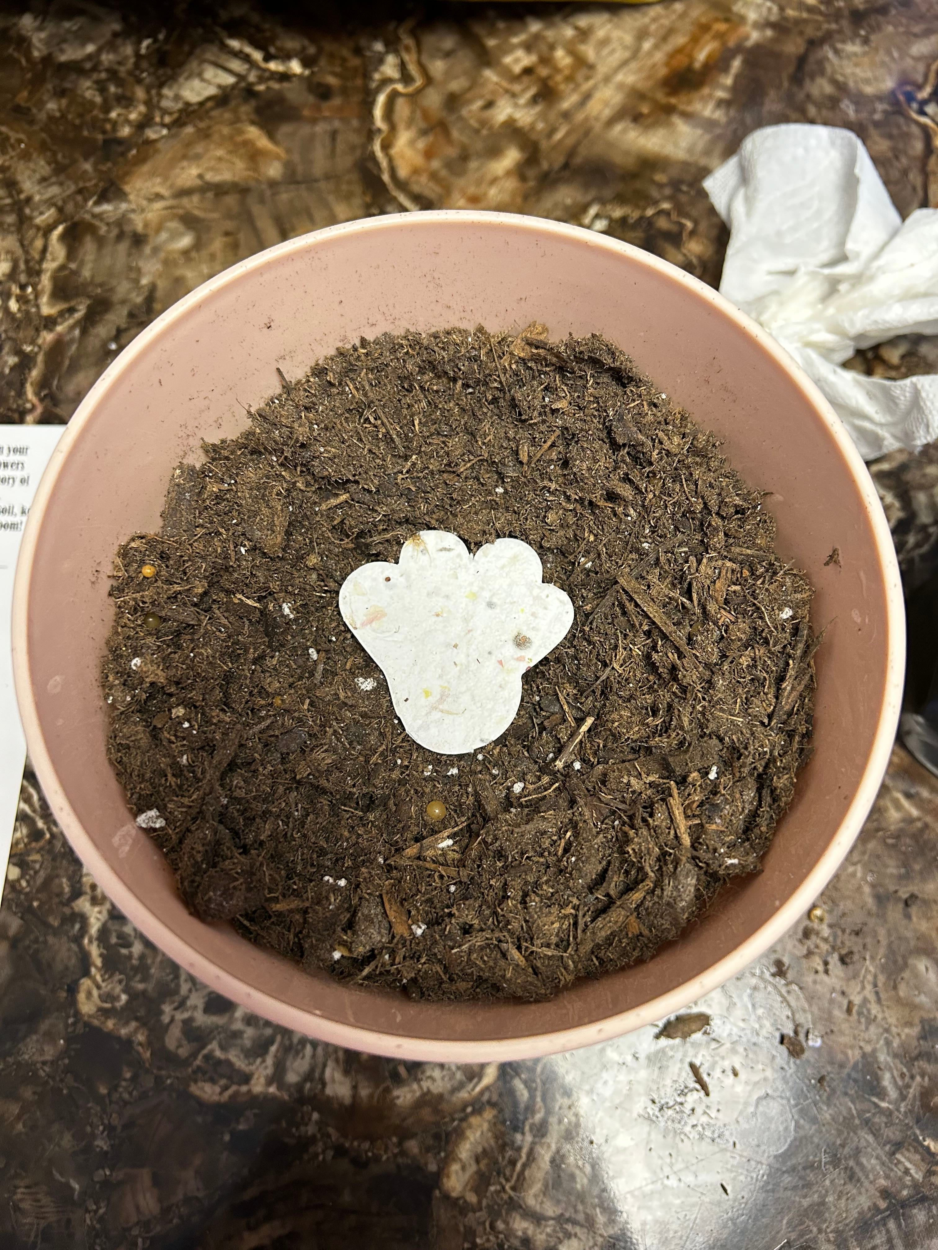 🌸 Lobularia 'Stream Lavender Stream': A Comprehensive Overview