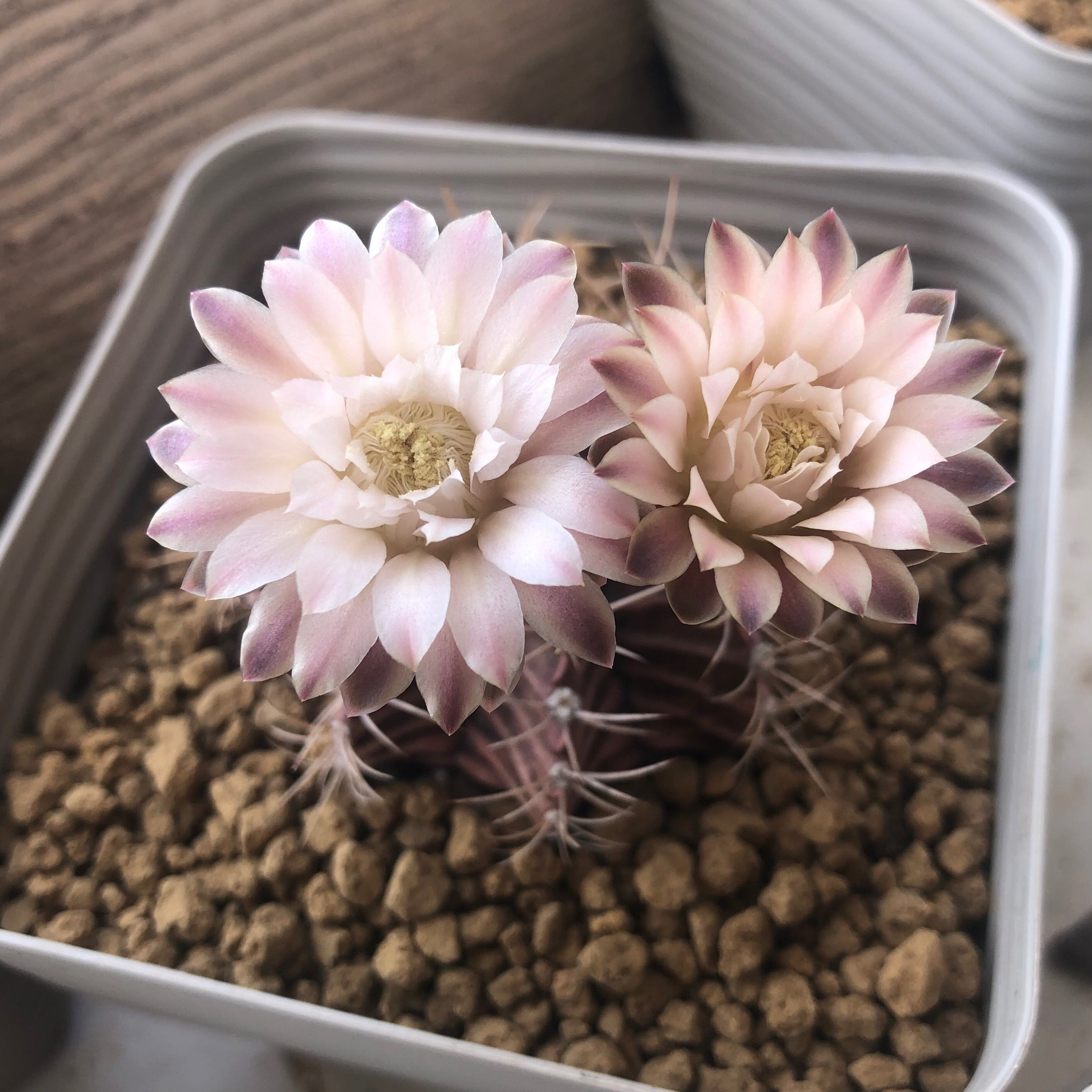 How to Fertilize Your Gymnocalycium stenopleurum