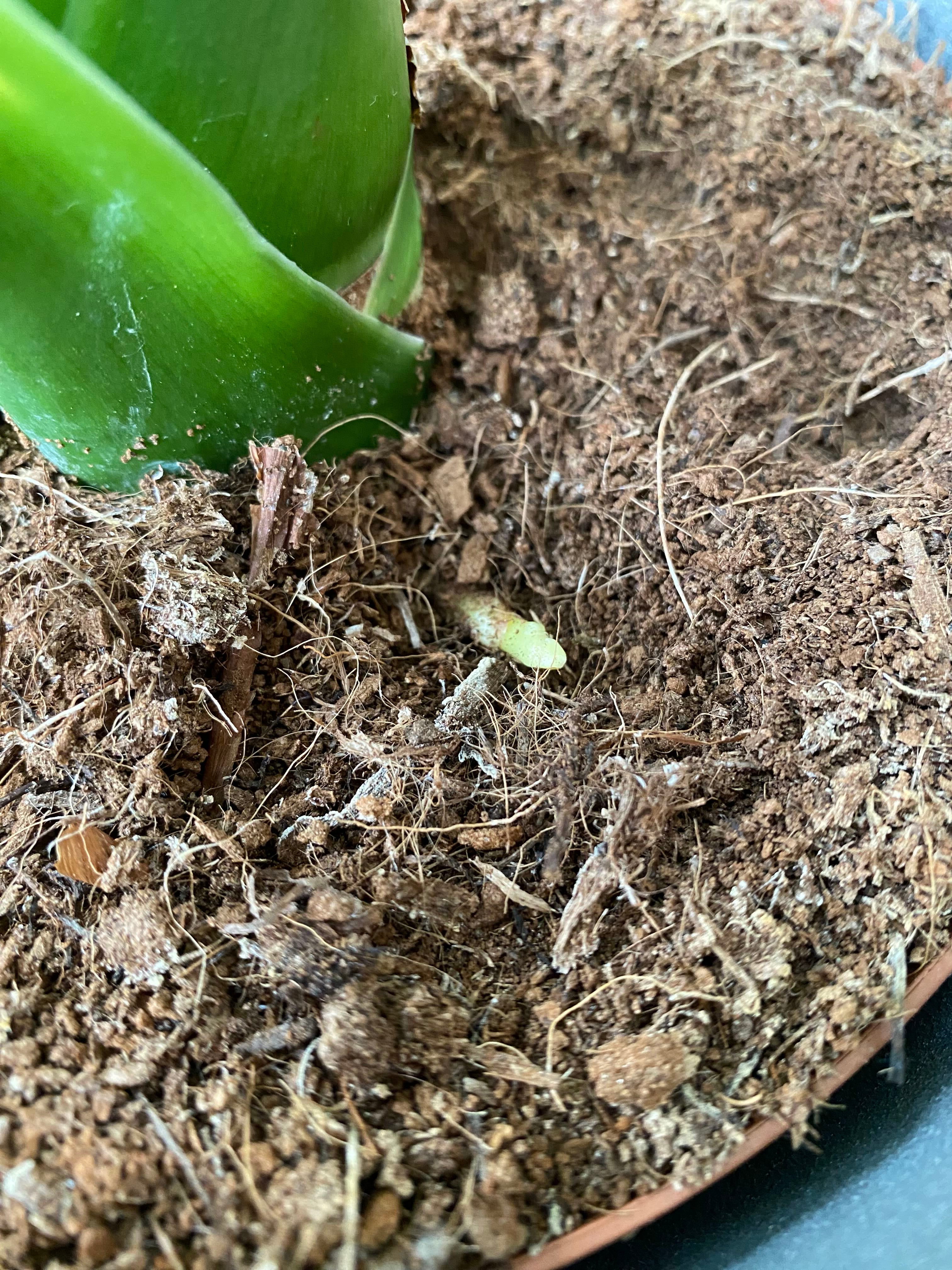 6 Budget-Friendly Chinese Taro Landscaping Ideas