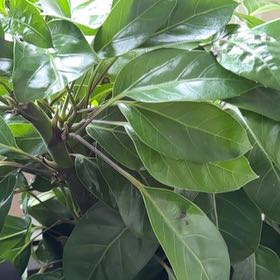 Octopus Tree Plant Care: Water, Light, Nutrients | Greg App 🌱