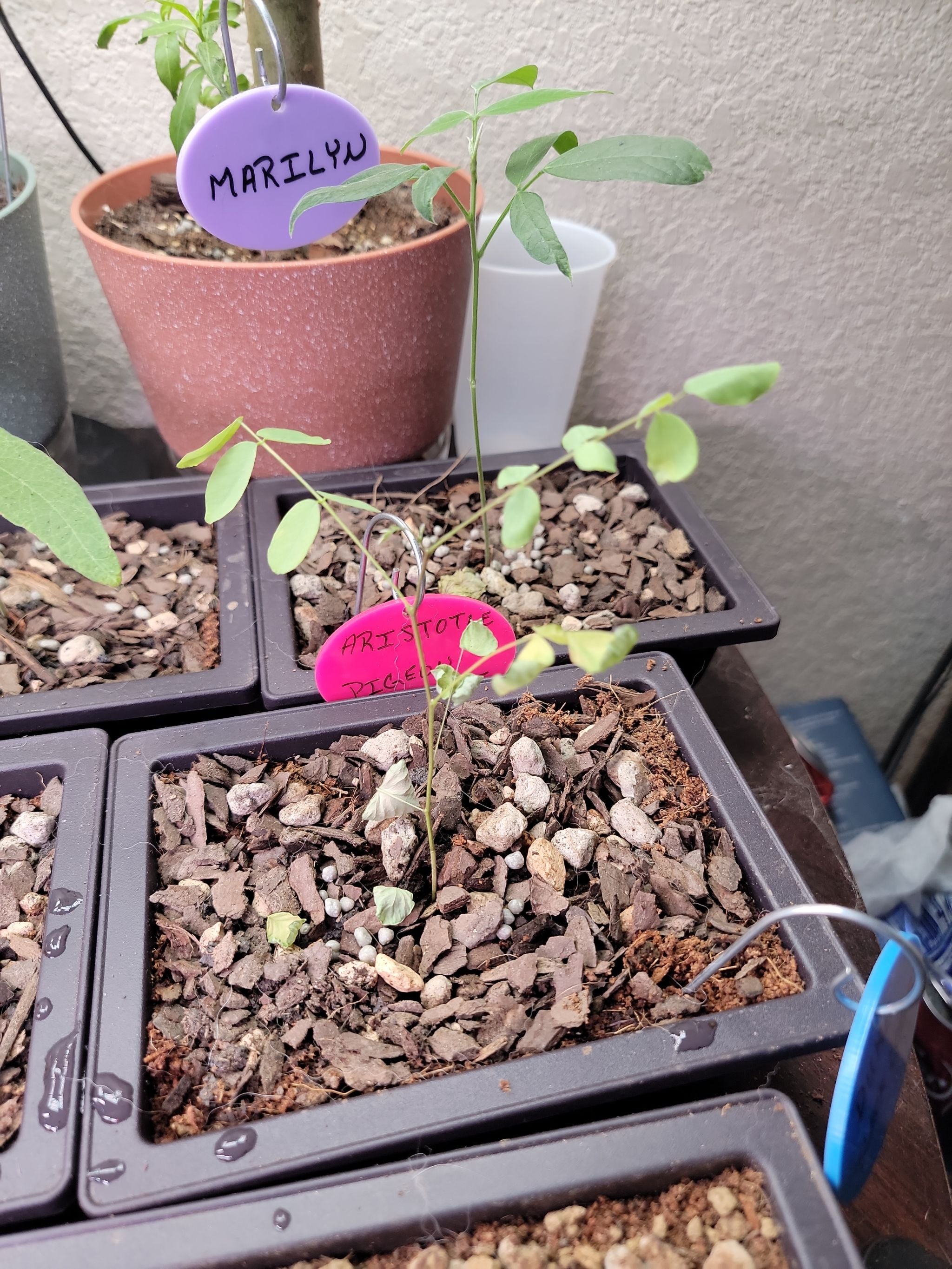 🌳 4 Key Phases of Locust Tree Development