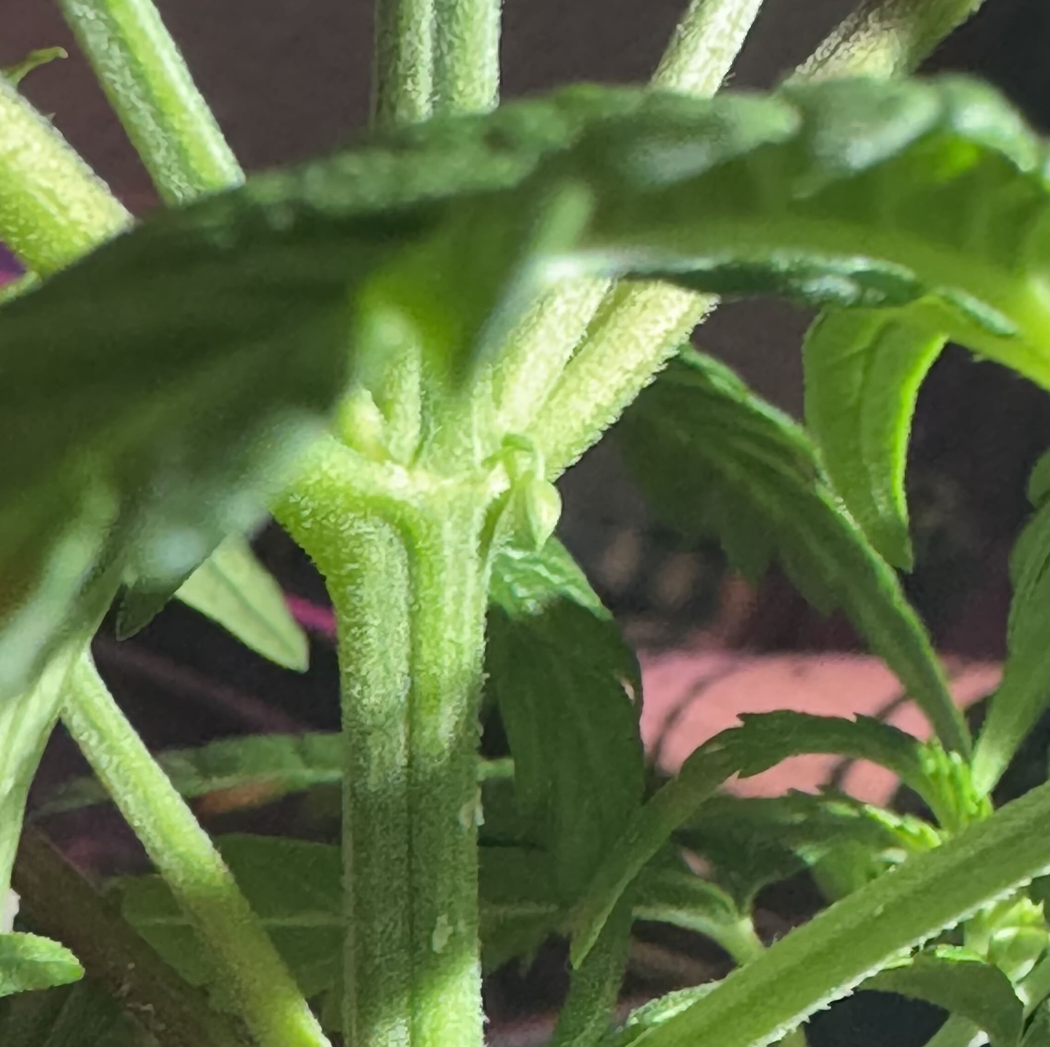 🌸 Key Stages in the Life of a Cannabis 'Purple Rain'