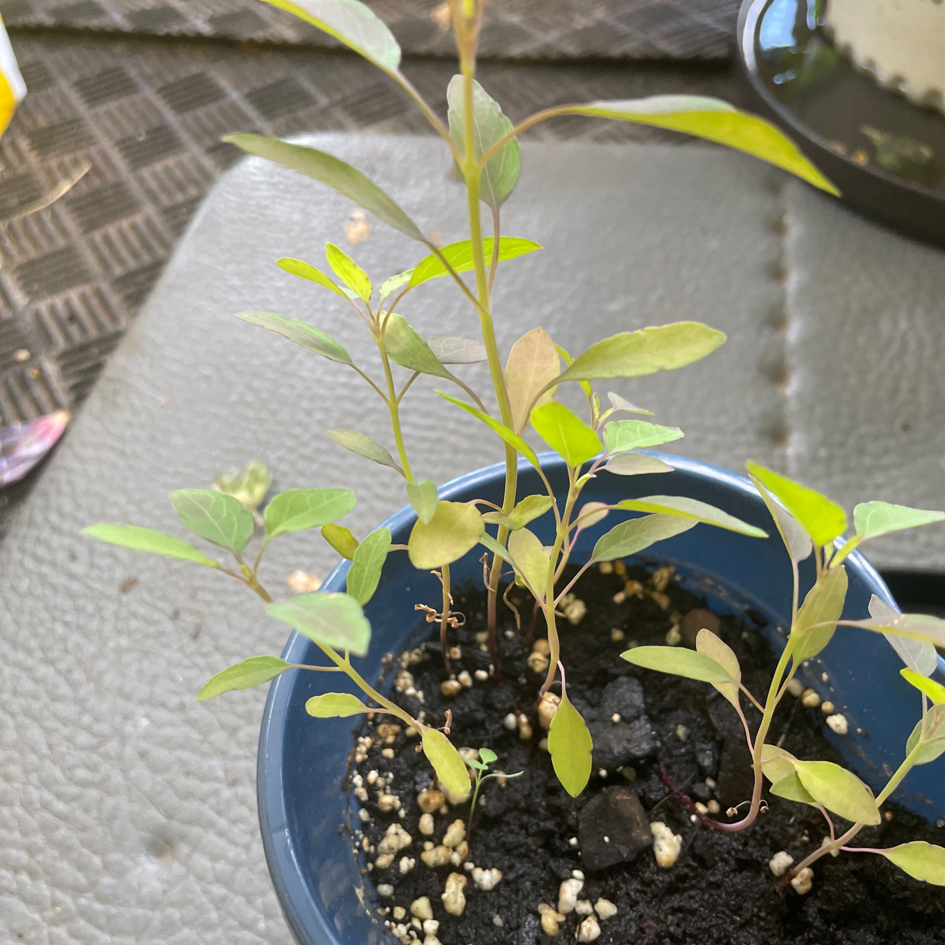 Yerba Porosa Plant Care: Water, Light, Nutrients | Greg App 🌱