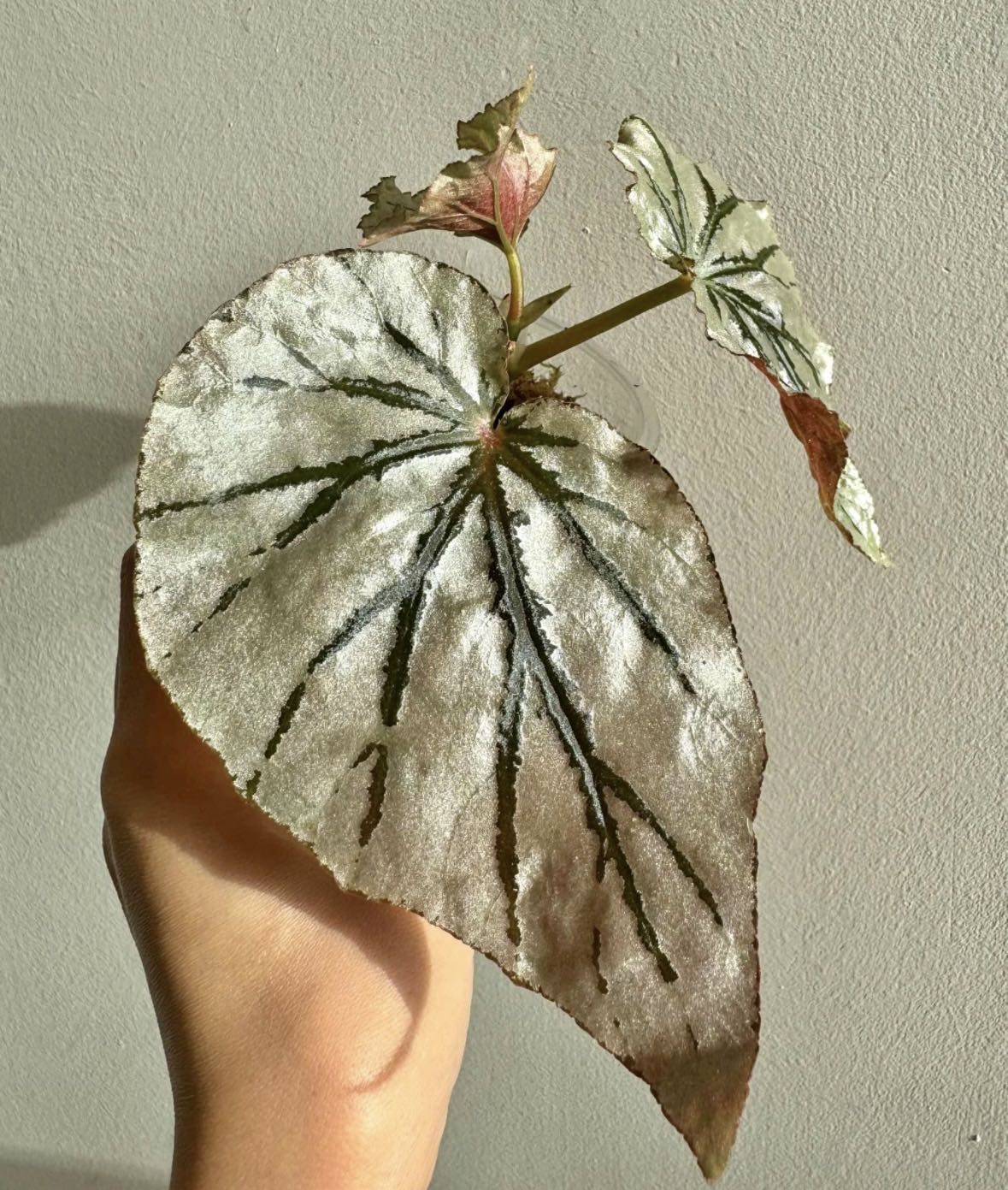 How to Care for Begonia Beleaf® 'Inca Flame': Mastering Water, Sunlight ...