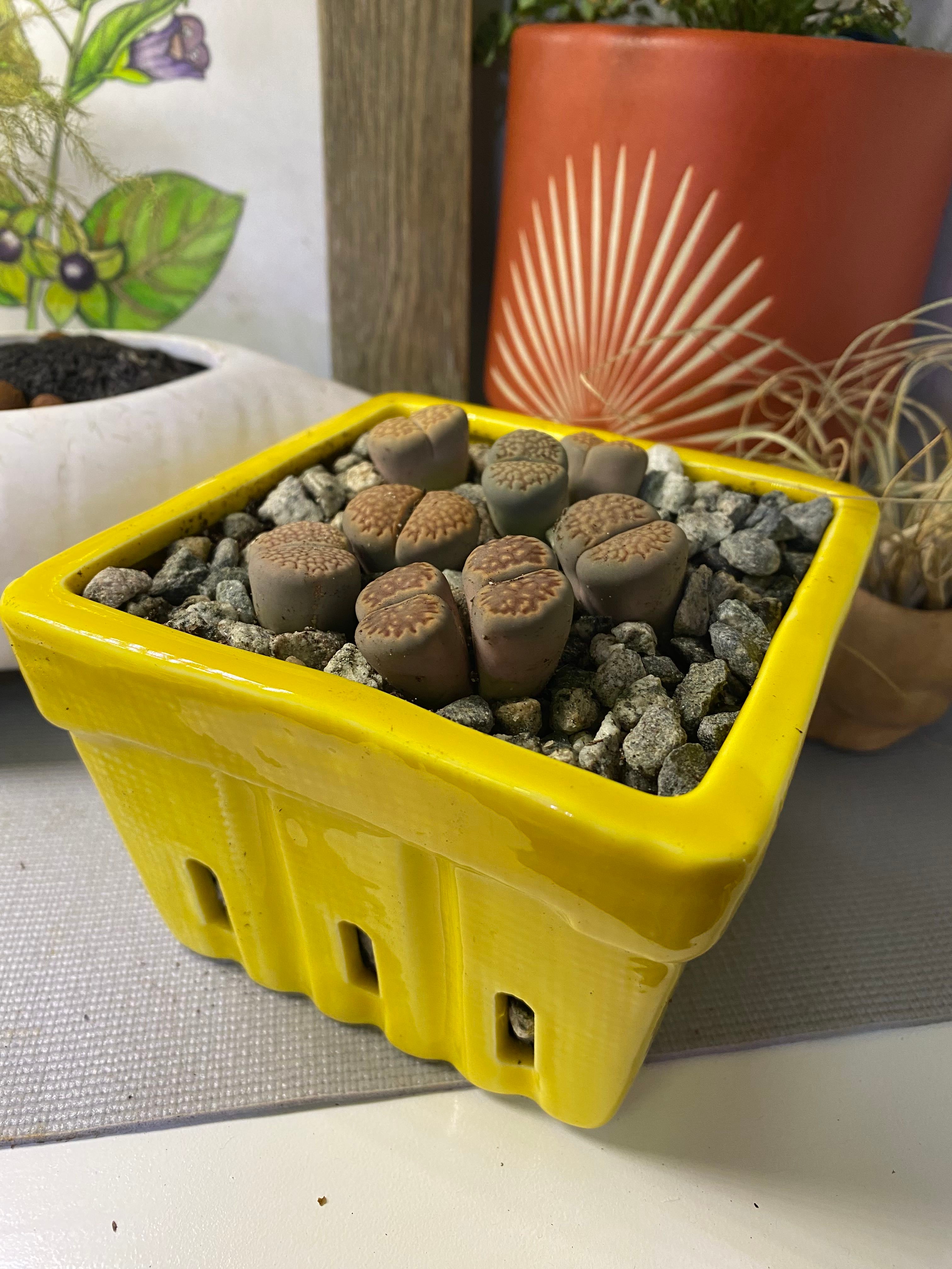 Living Stones Plant Care: Water, Light, Nutrients | Greg App 🌱