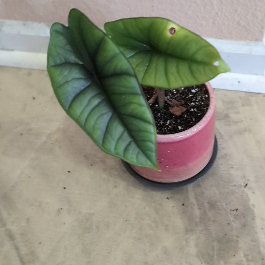 The Complete Alocasia Bisma Platinum Mint Plant Care Guide: Water ...