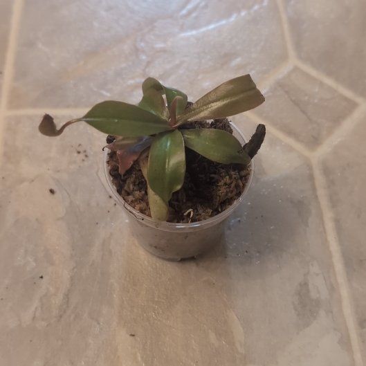 Nepenthes Lady Luck Plant Care: Water, Light, Nutrients | Greg App 🌱