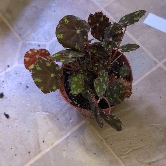Begonia Kit Kat Plant Care: Water, Light, Nutrients | Greg App 🌱