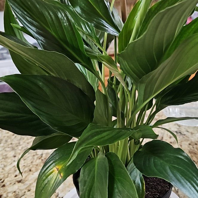 Bruce Lee | A plant by @MasterGardener on Greg
