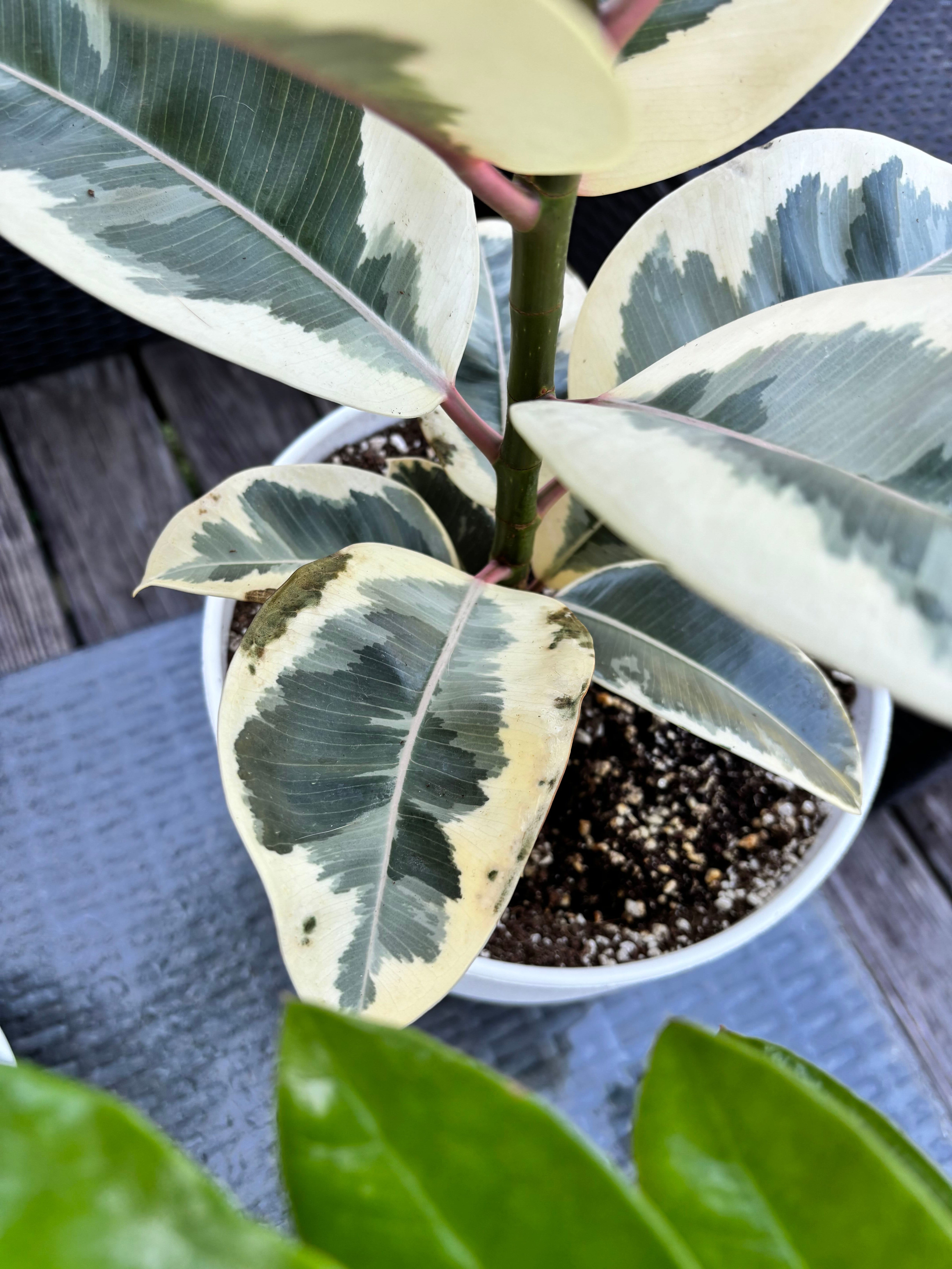 shortleaf fig Plant Care: Water, Light, Nutrients | Greg App 🌱