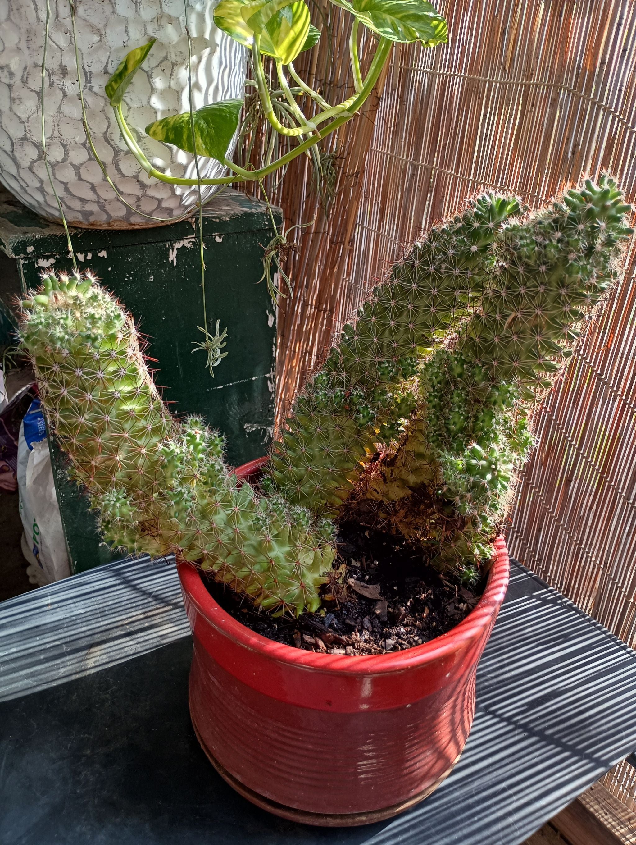 The Complete Lady Finger Cactus Plant Care Guide: Water, Light & Beyond