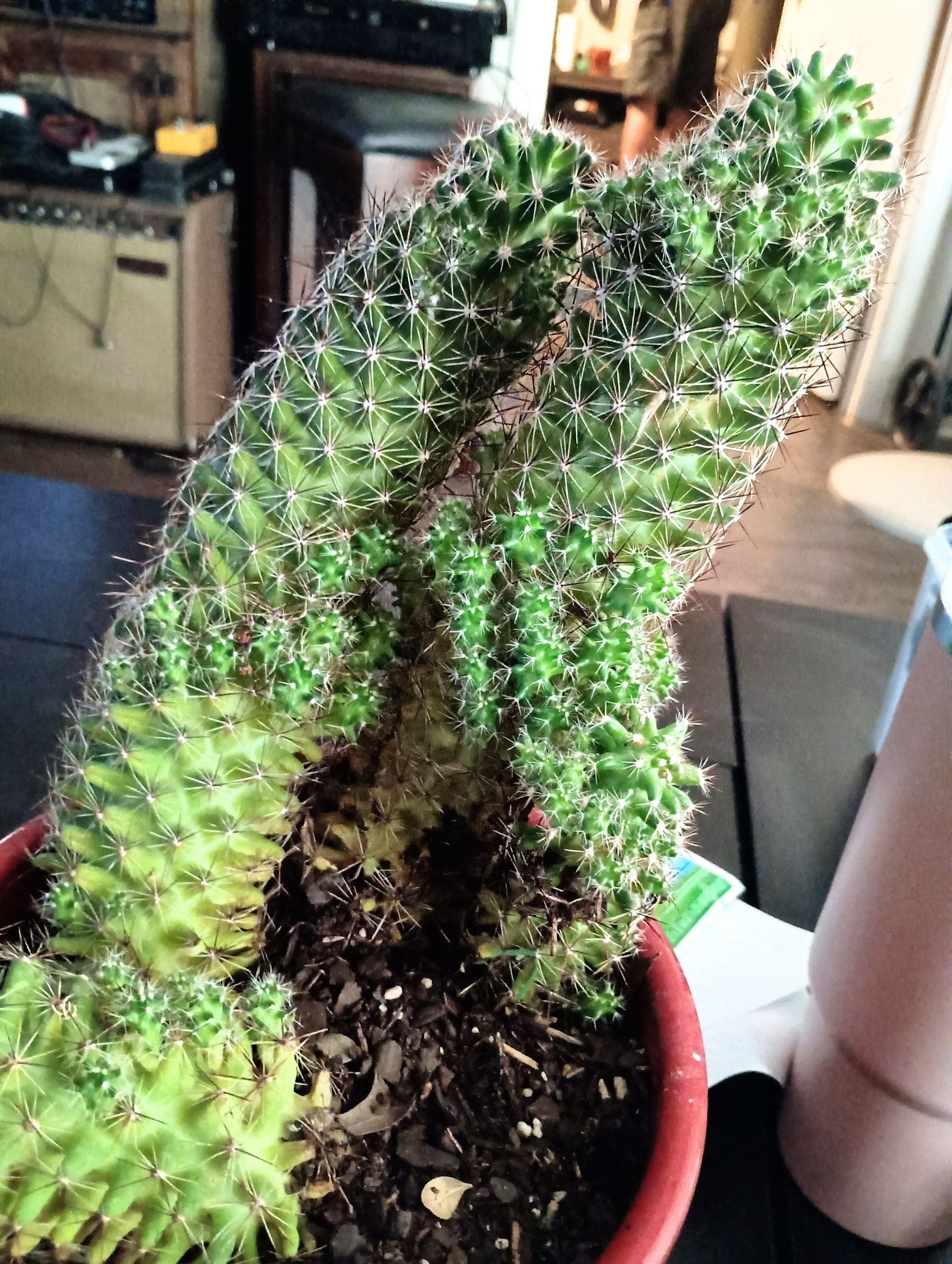 The Complete Lady Finger Cactus Plant Care Guide: Water, Light & Beyond