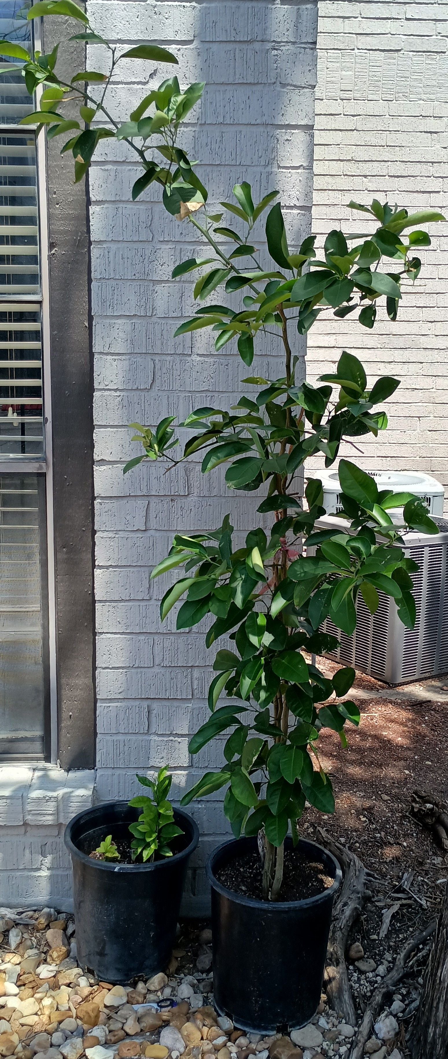 🍋 How Can You Tell If A Meyer Lemon Tree Is Dying?