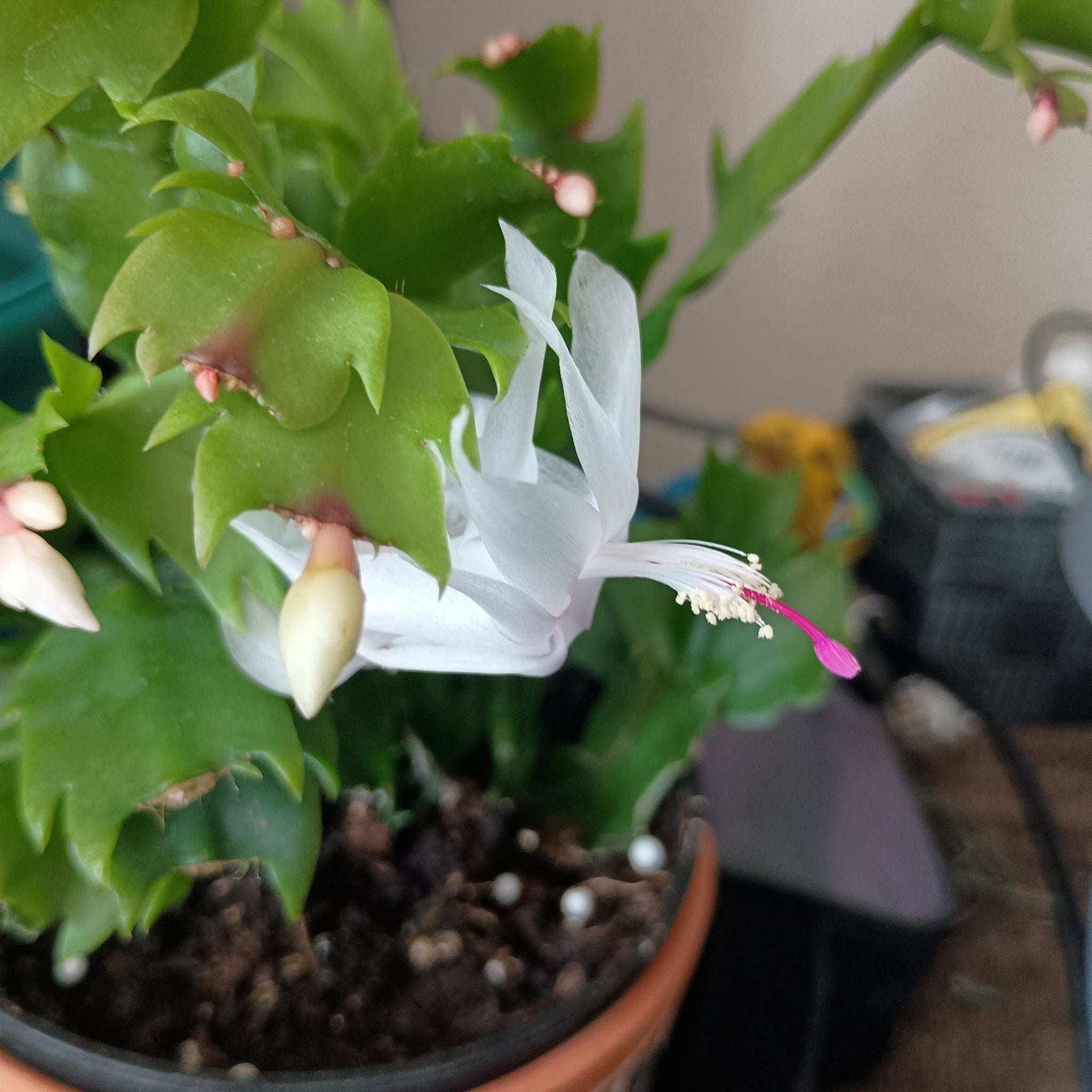 Propagating Kale: Step-by-Step Guide