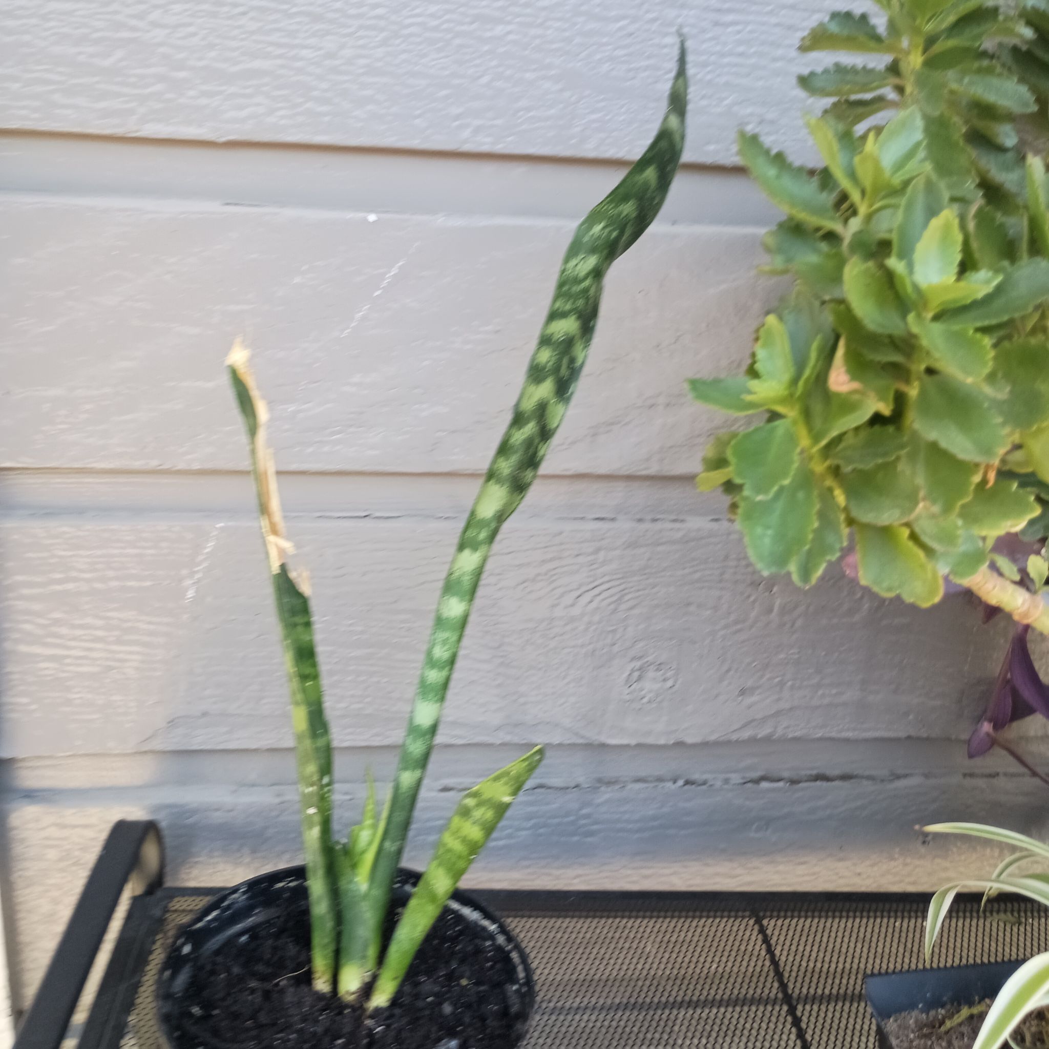 Serverus | A plant by @CoolPanamatree on Greg