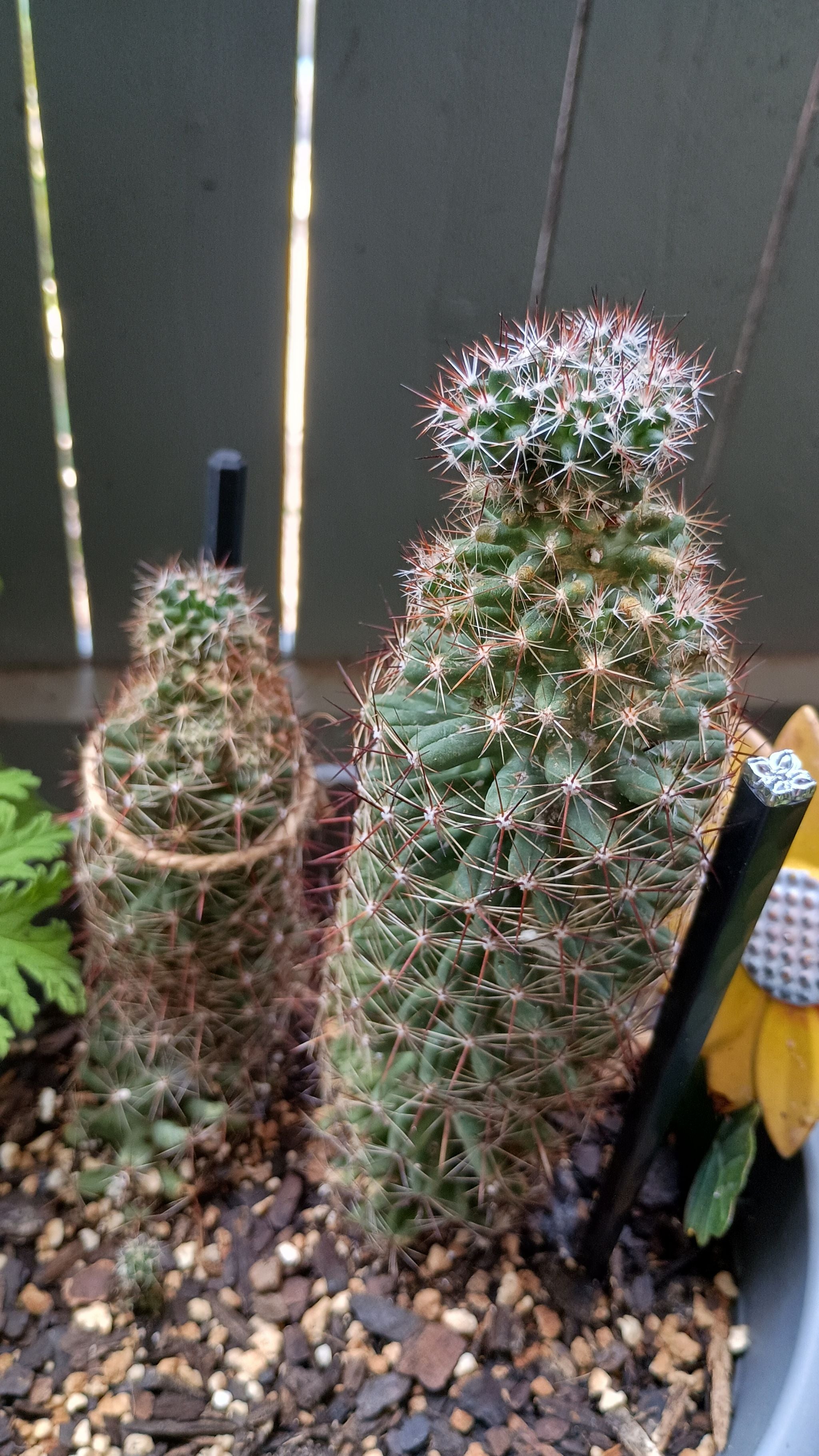 How to Care for Lady Finger Cactus: Mastering Water, Sunlight & More