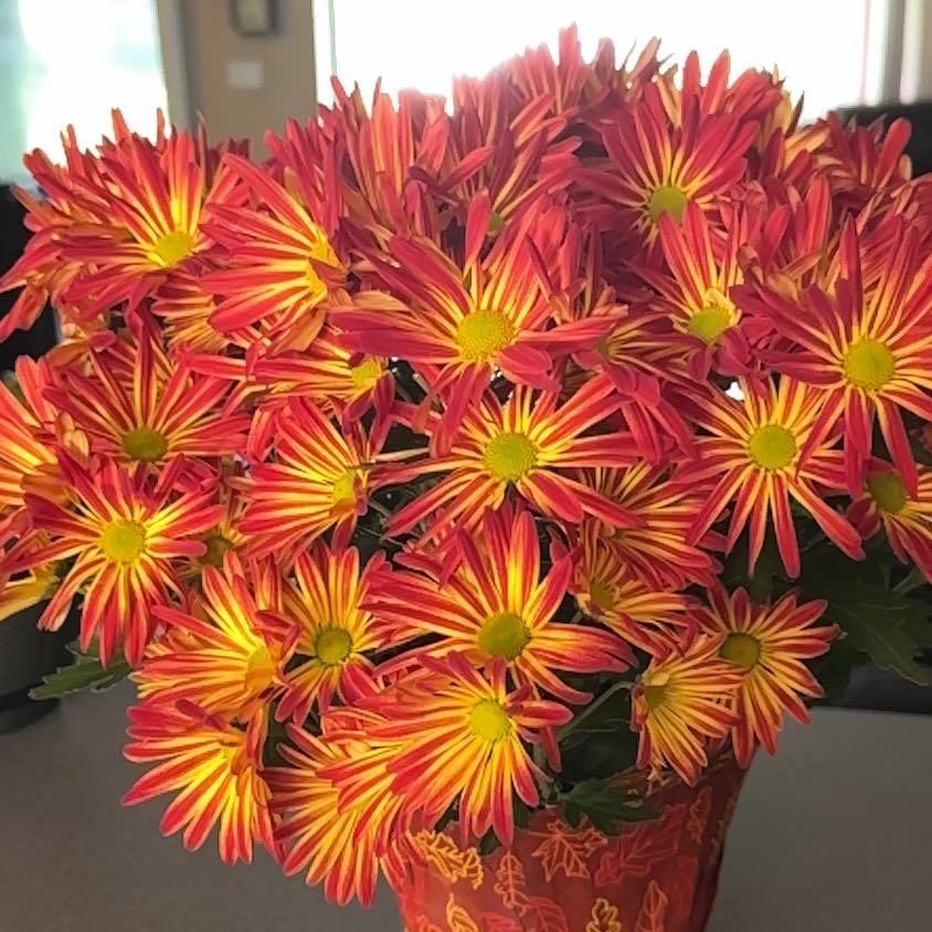 Keep Your Pelee Mum Alive: Light, Water & Care Instructions