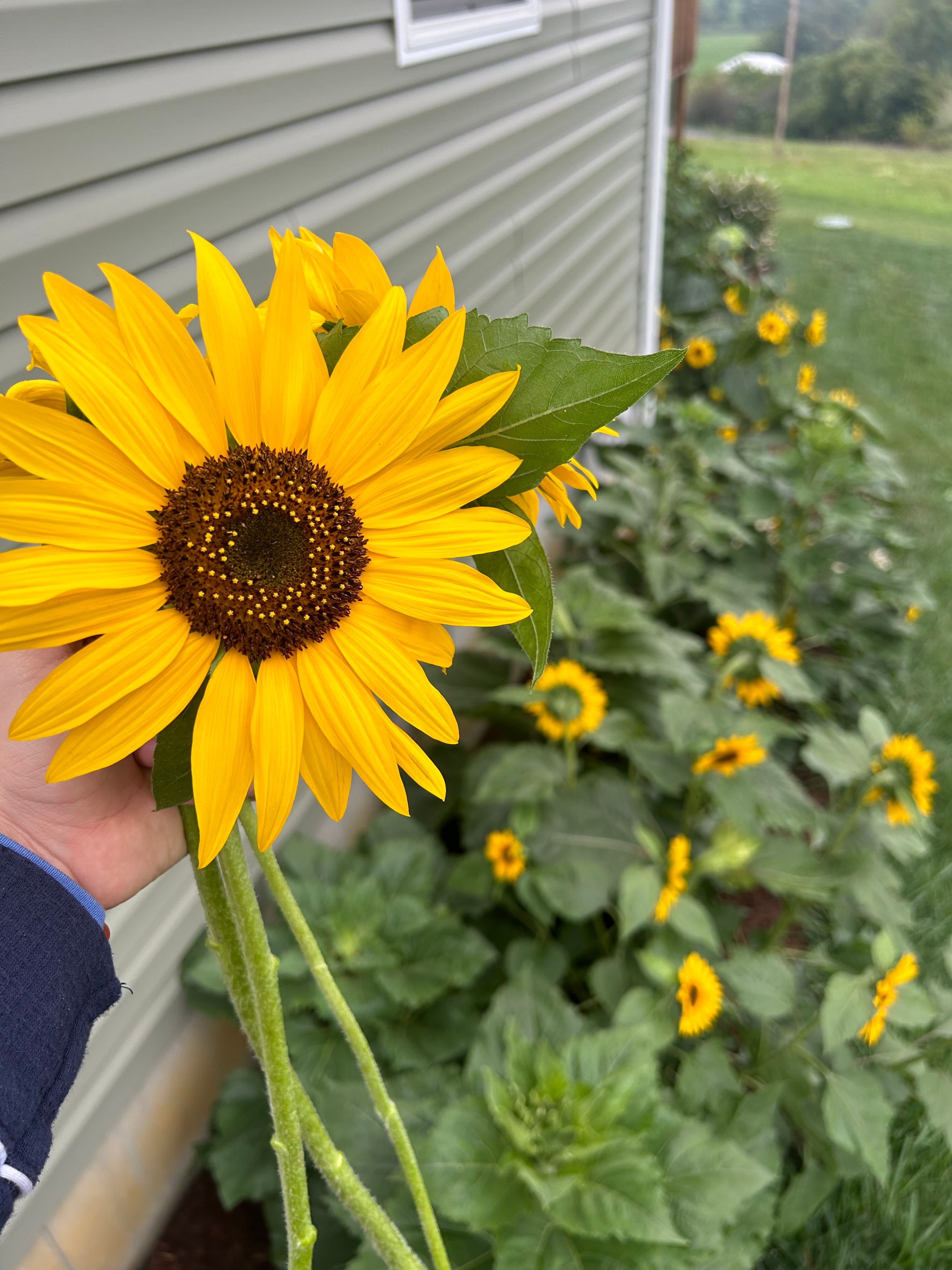 🌻 10 Advantages of Having a Jua Maya Sunflower