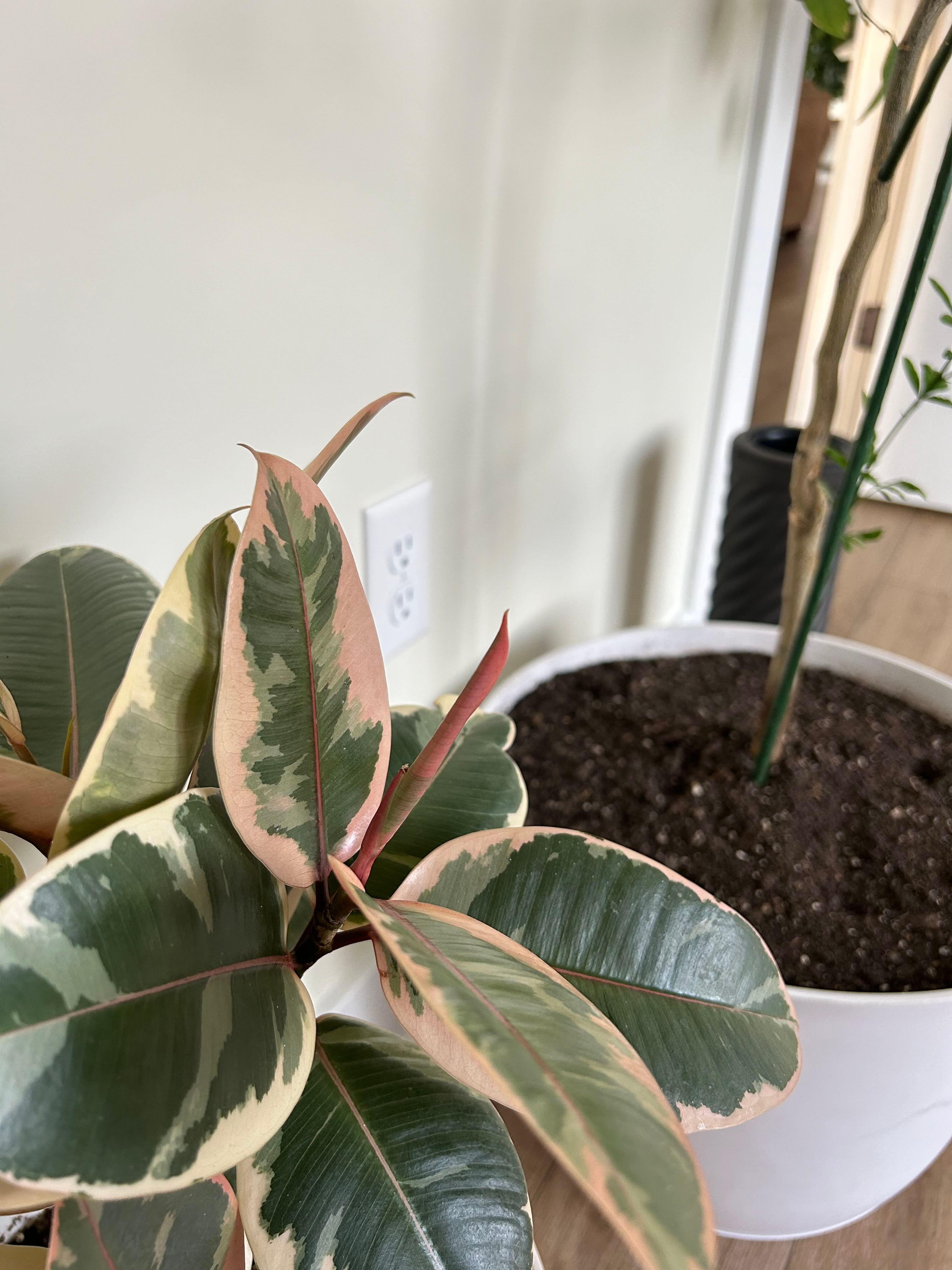 Tricolor Rubber Tree Care 101: Water, Light & Growing Tips