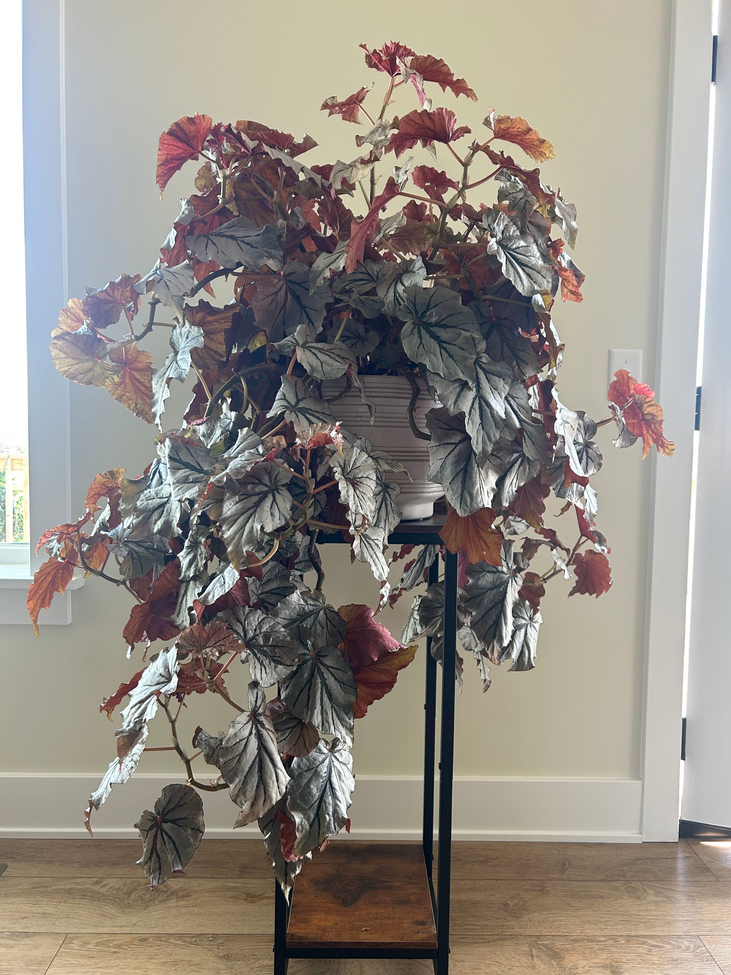 🌸 10 Begonia Landscaping Hacks