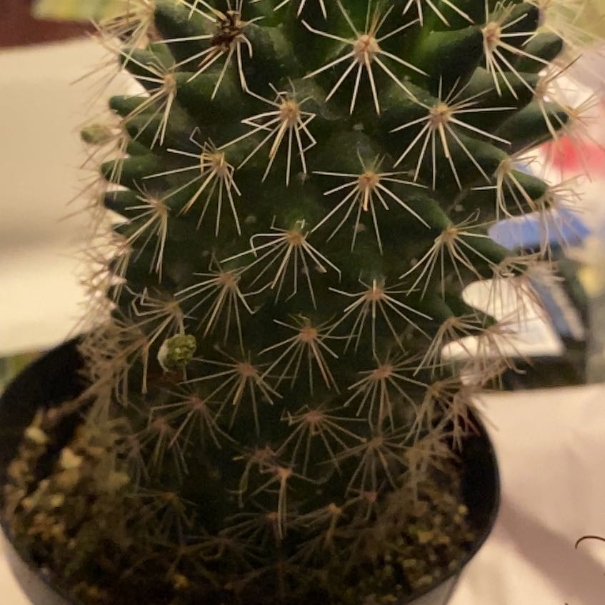 Mammillaria spinosissima f. rubrispina Plant Care: Water, Light ...