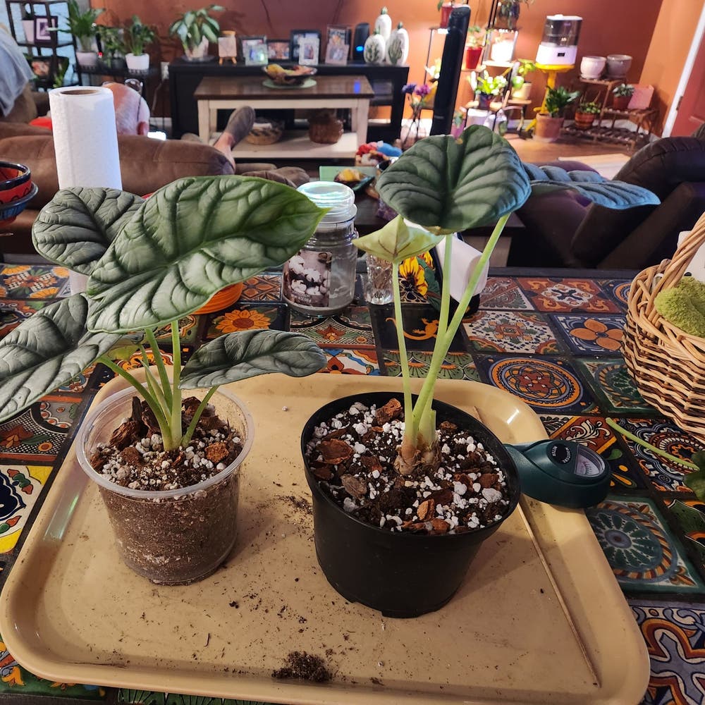 Best Potting Soil Mix for Alocasia Silver Dragon Best Potting Soil Mix for Alocasia Silver Dragon