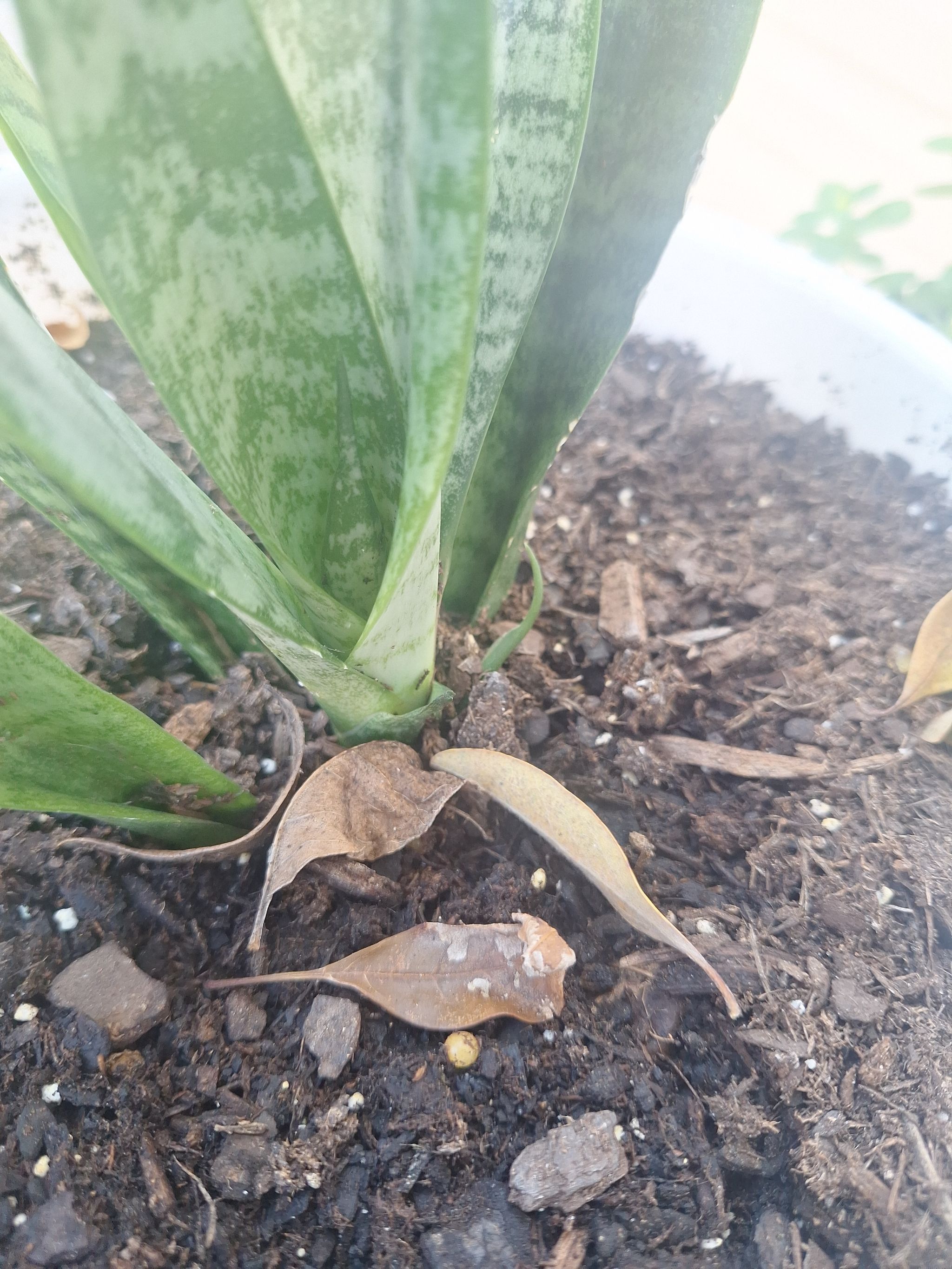 Deremensis Pele Plant Care: Water, Light, Nutrients | Greg App 🌱