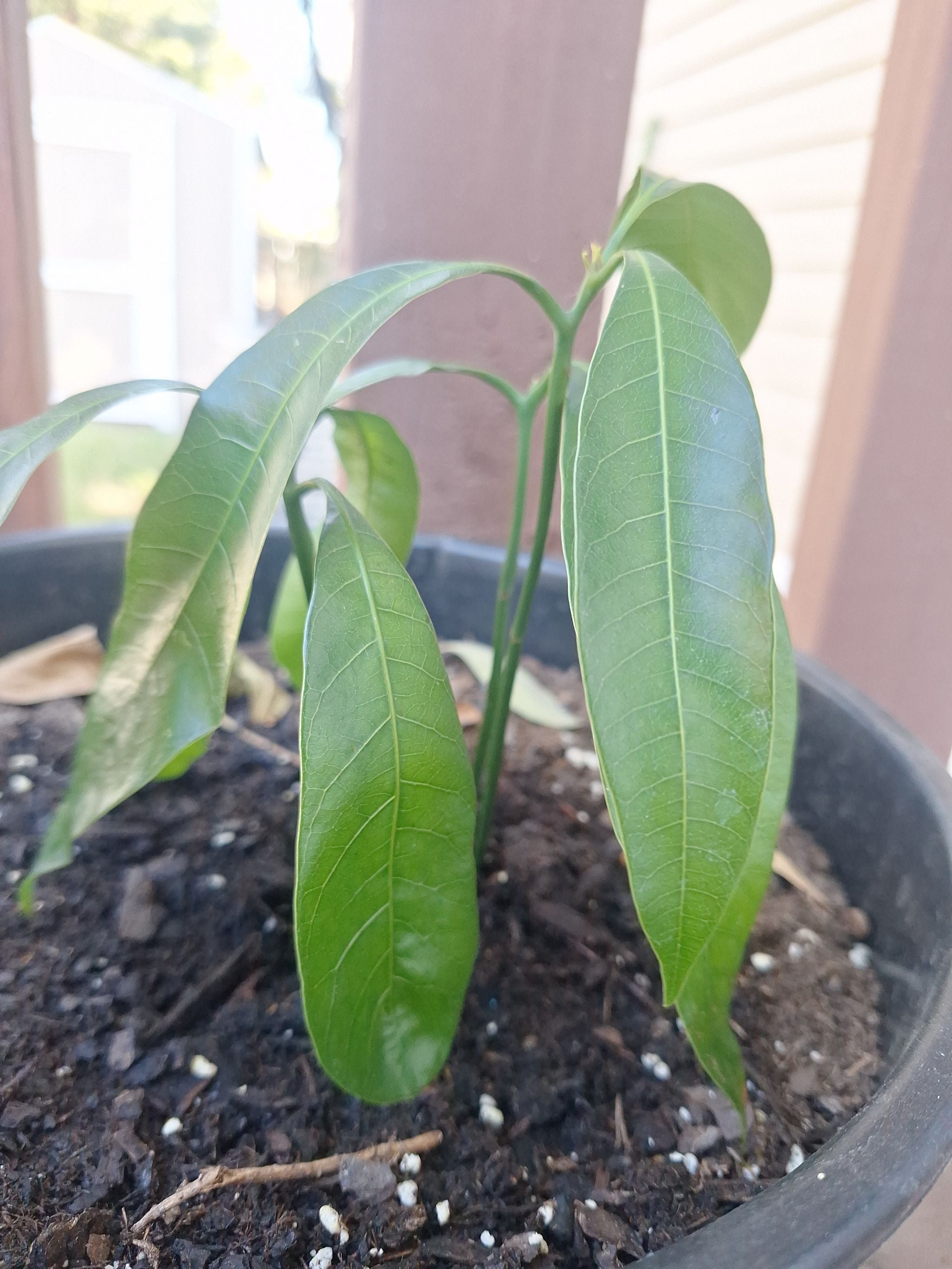 Common Mango Problems