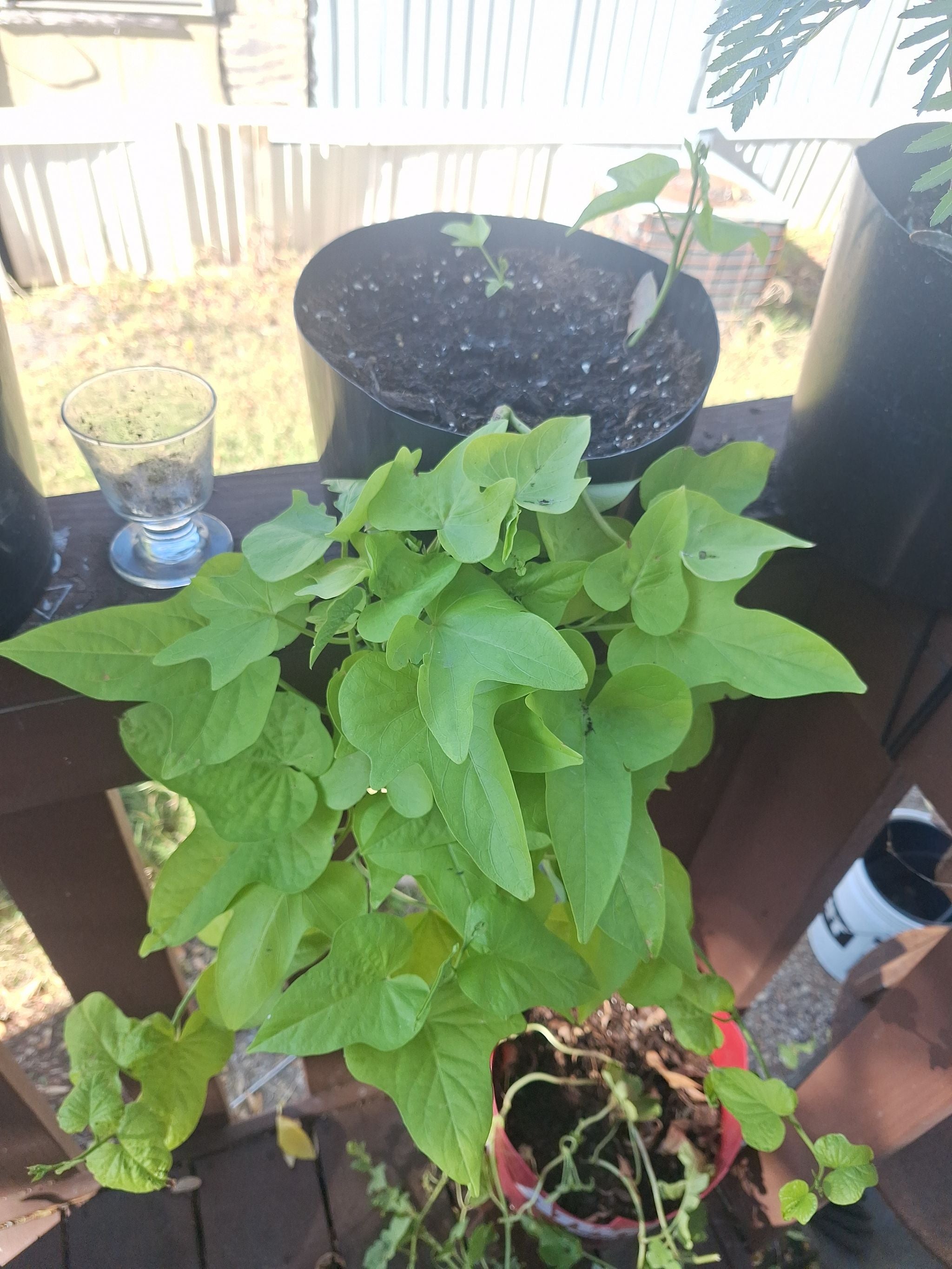 🥔 Propagating Sweet Potato: The Ultimate Guide