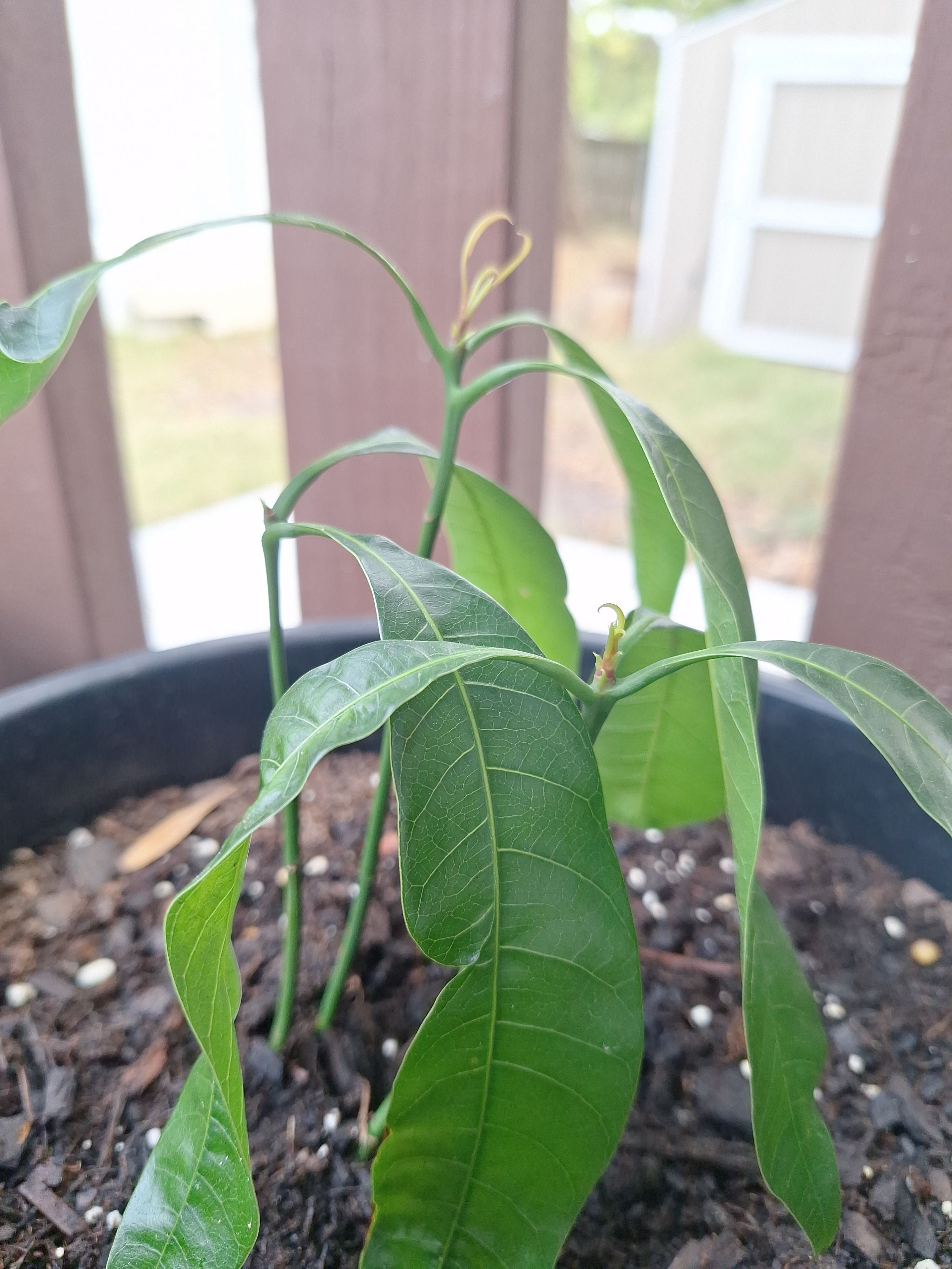 Step-by-Step Guide to Pollinating Mango