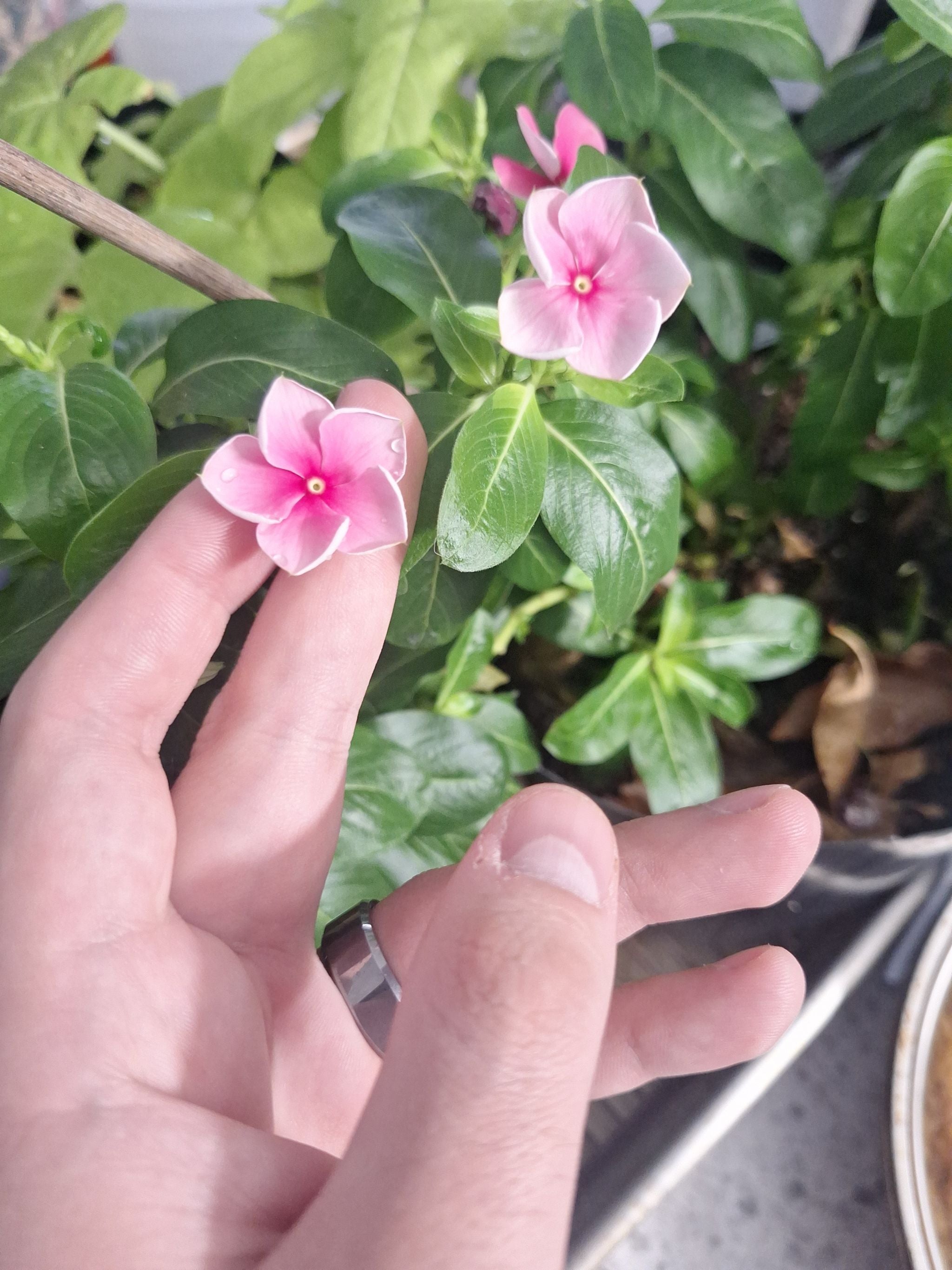 Cora Cascade Shell Pink Vinca Plant Care: Water, Light, Nutrients ...