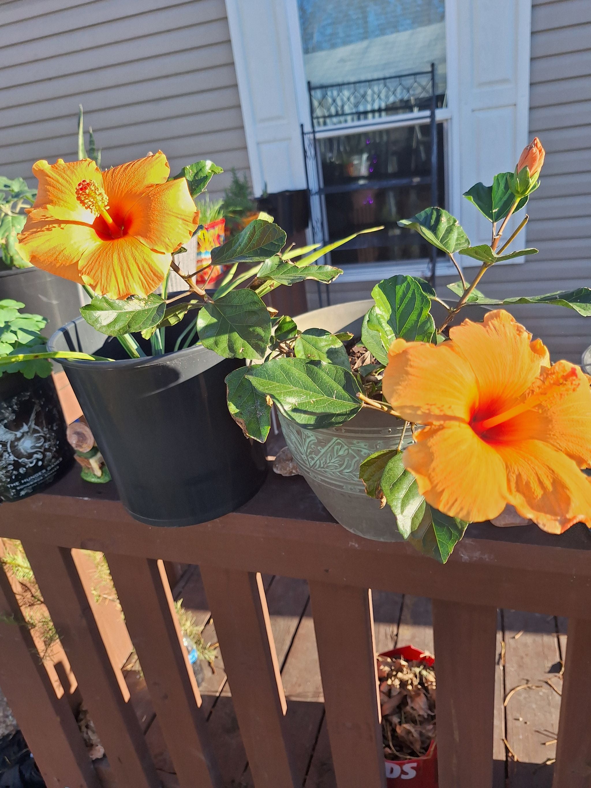 The Complete Weeping Hibiscus Plant Care Guide: Water, Light & Beyond