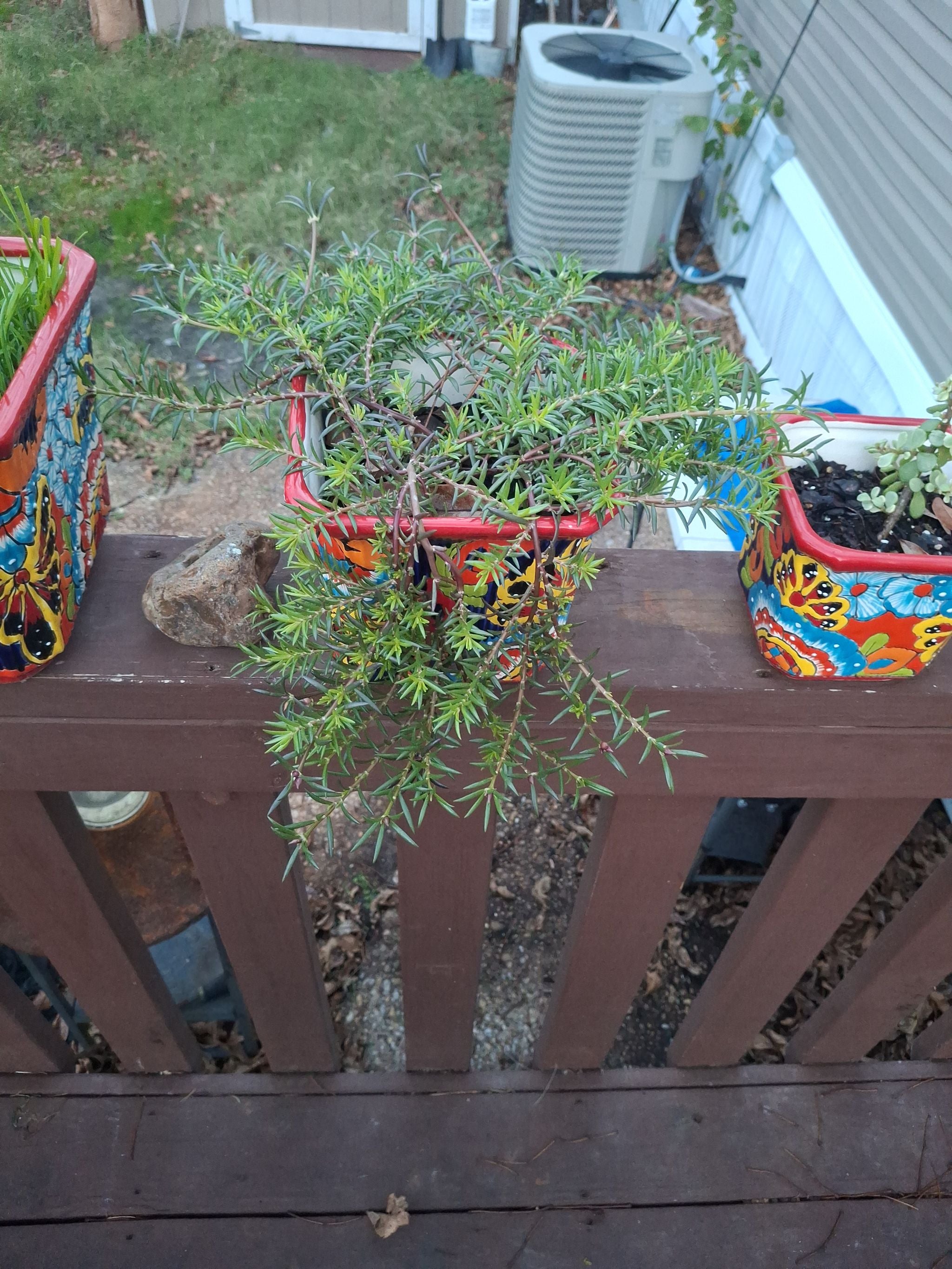 🌼 Ultimate Guide to Portulaca 'Pazzaz Nano Orange'