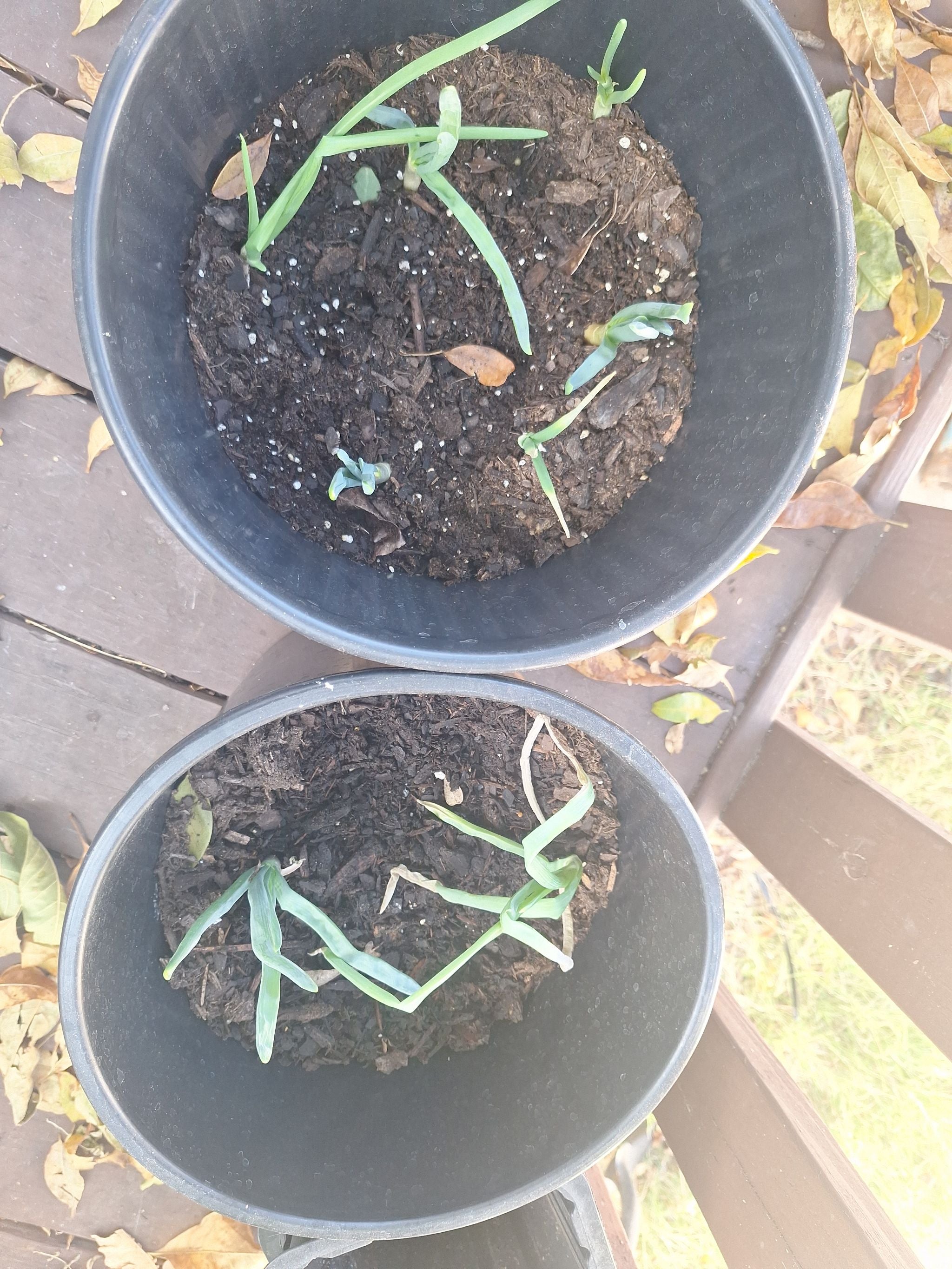 What is a White Lisbon Bunching Onion? Complete Guide 🧅