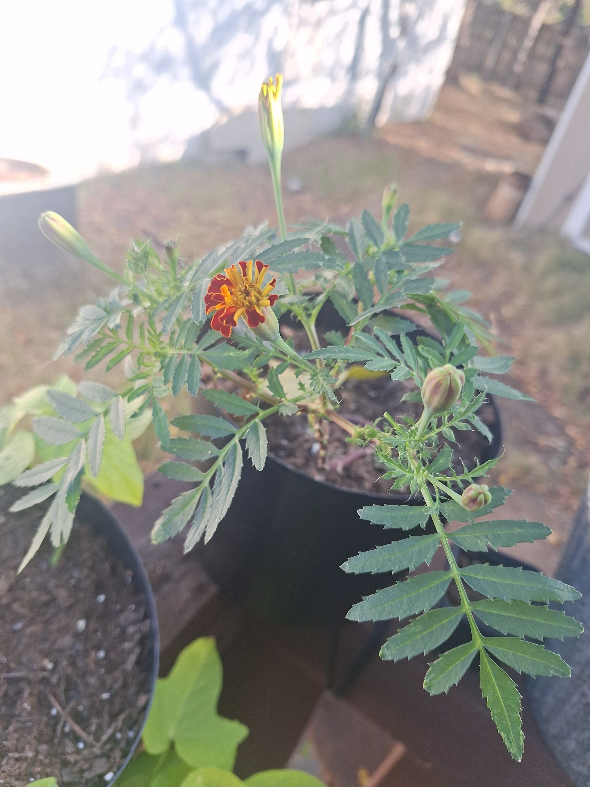 🌼 How to Recognize and Treat Root Rot in Your Mexican Marigold