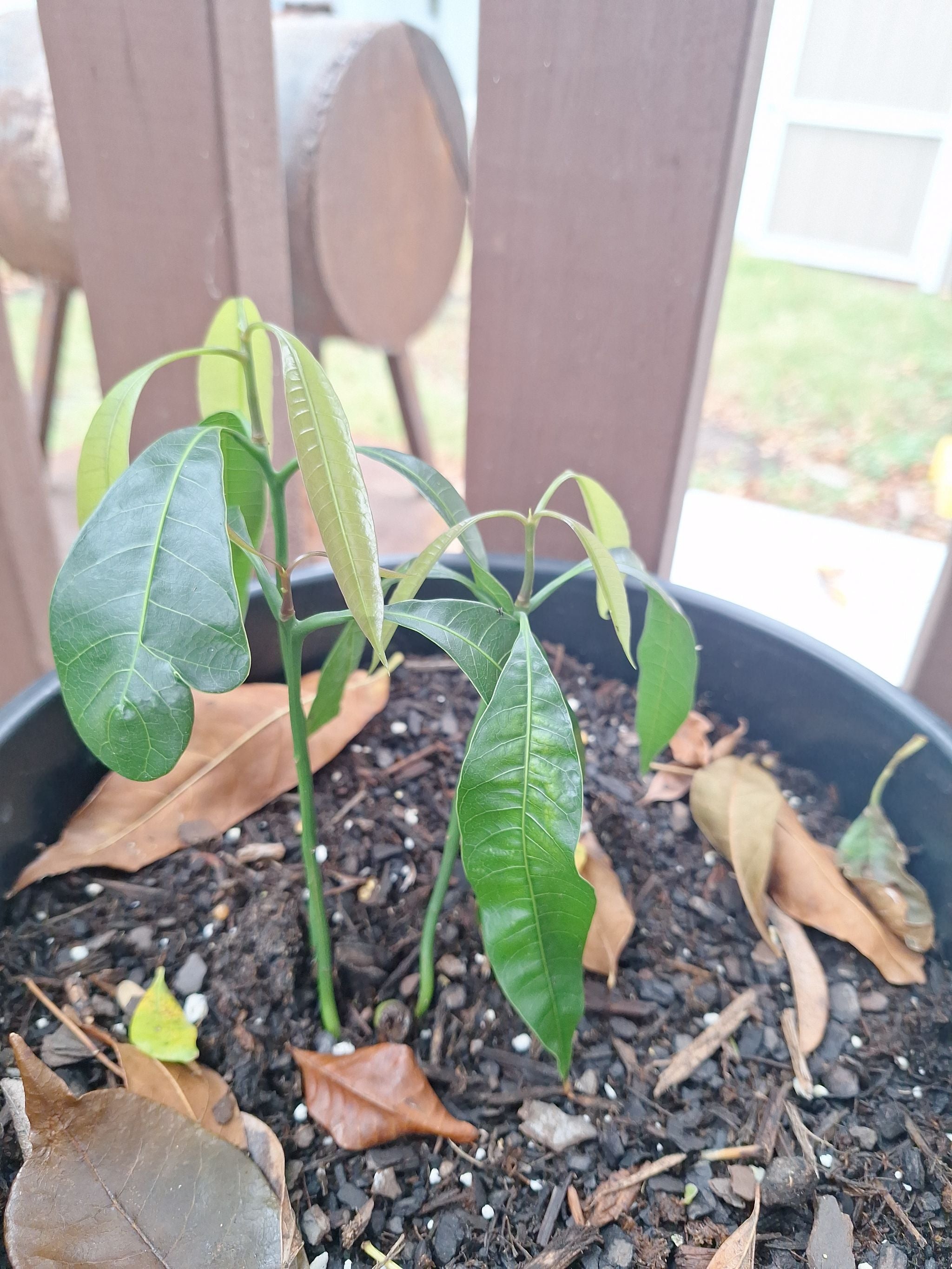 Common Mango Problems