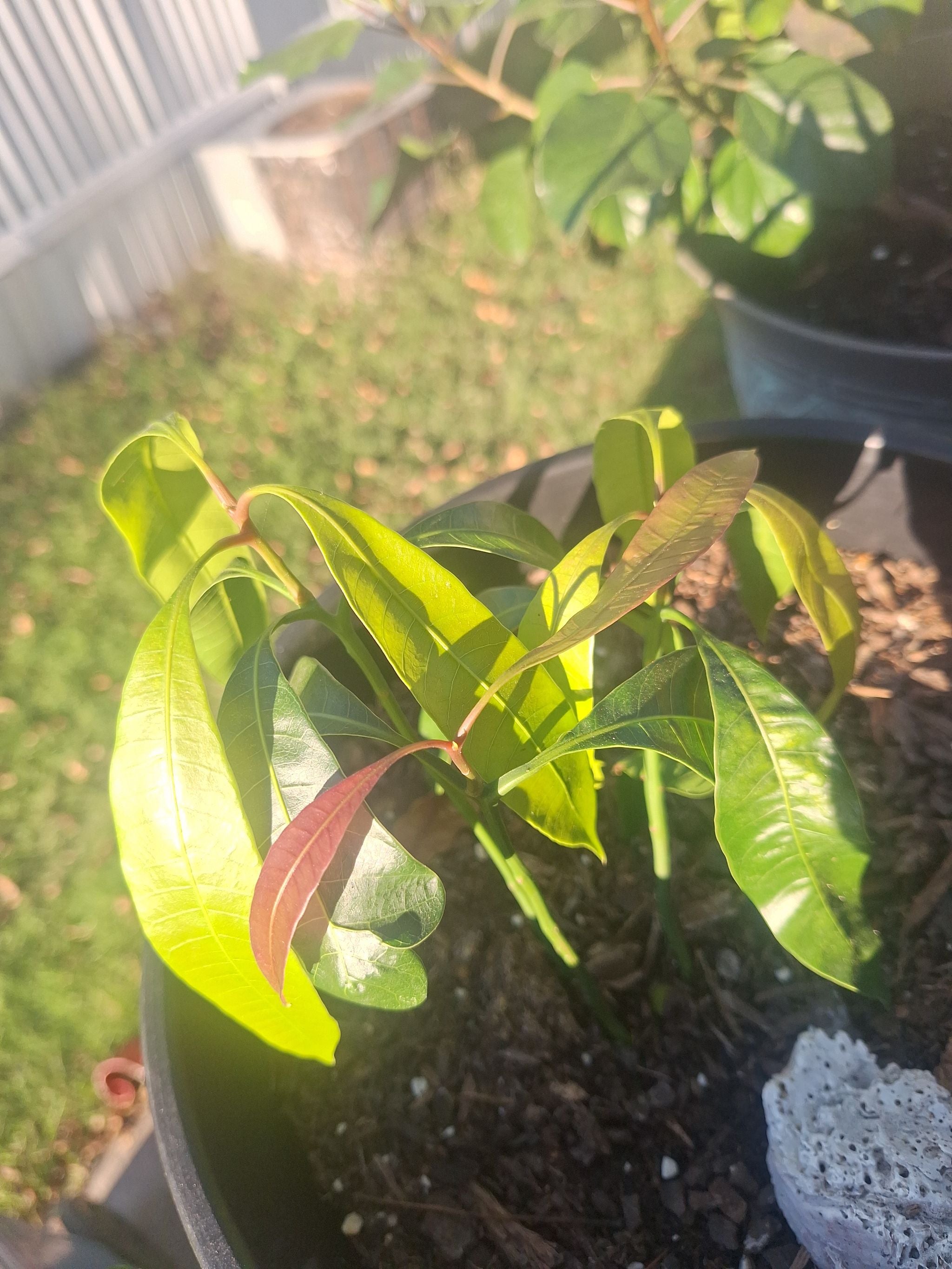 Diagnosing mango root rot