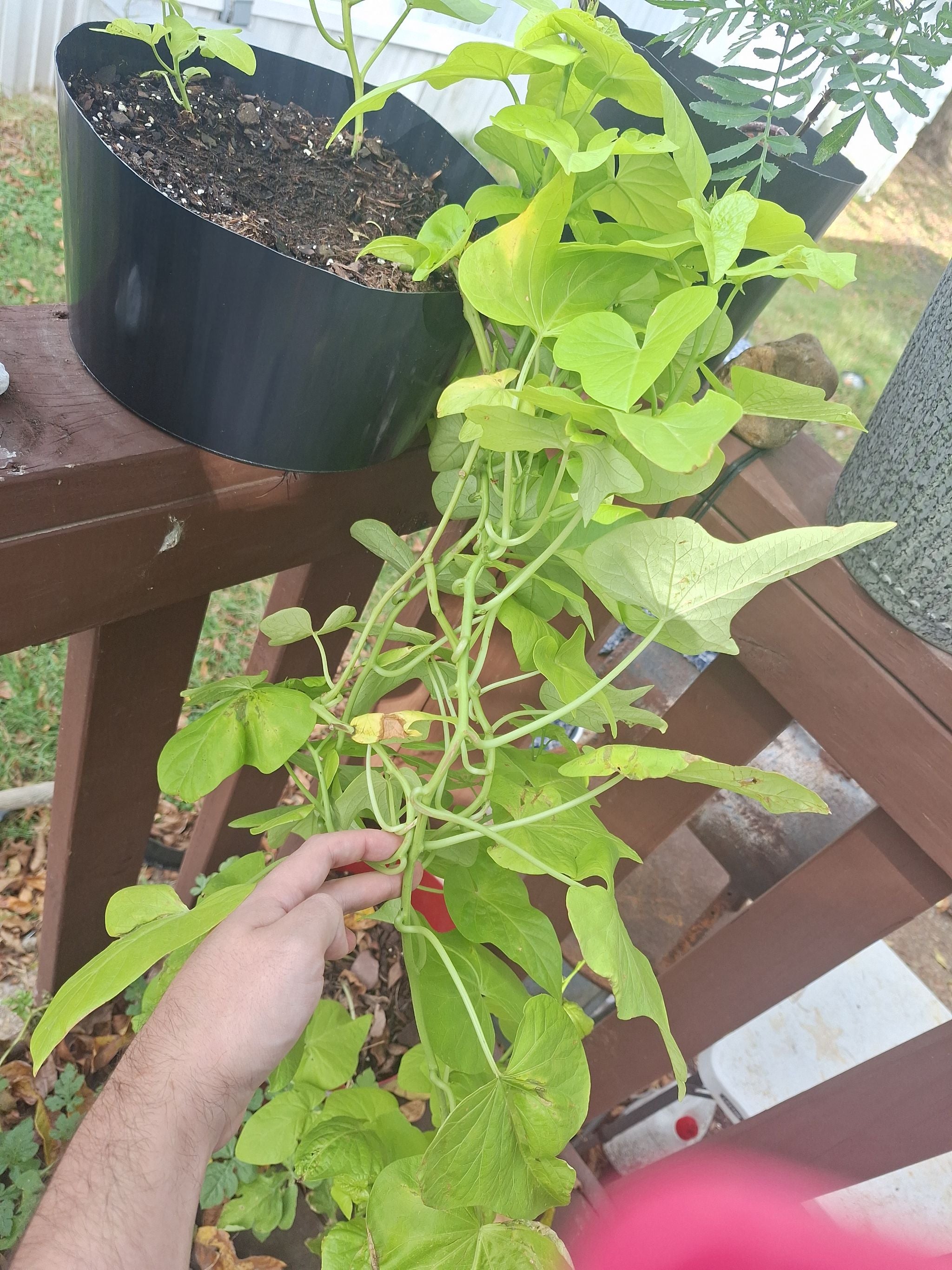🥔 Propagating Sweet Potato: The Ultimate Guide
