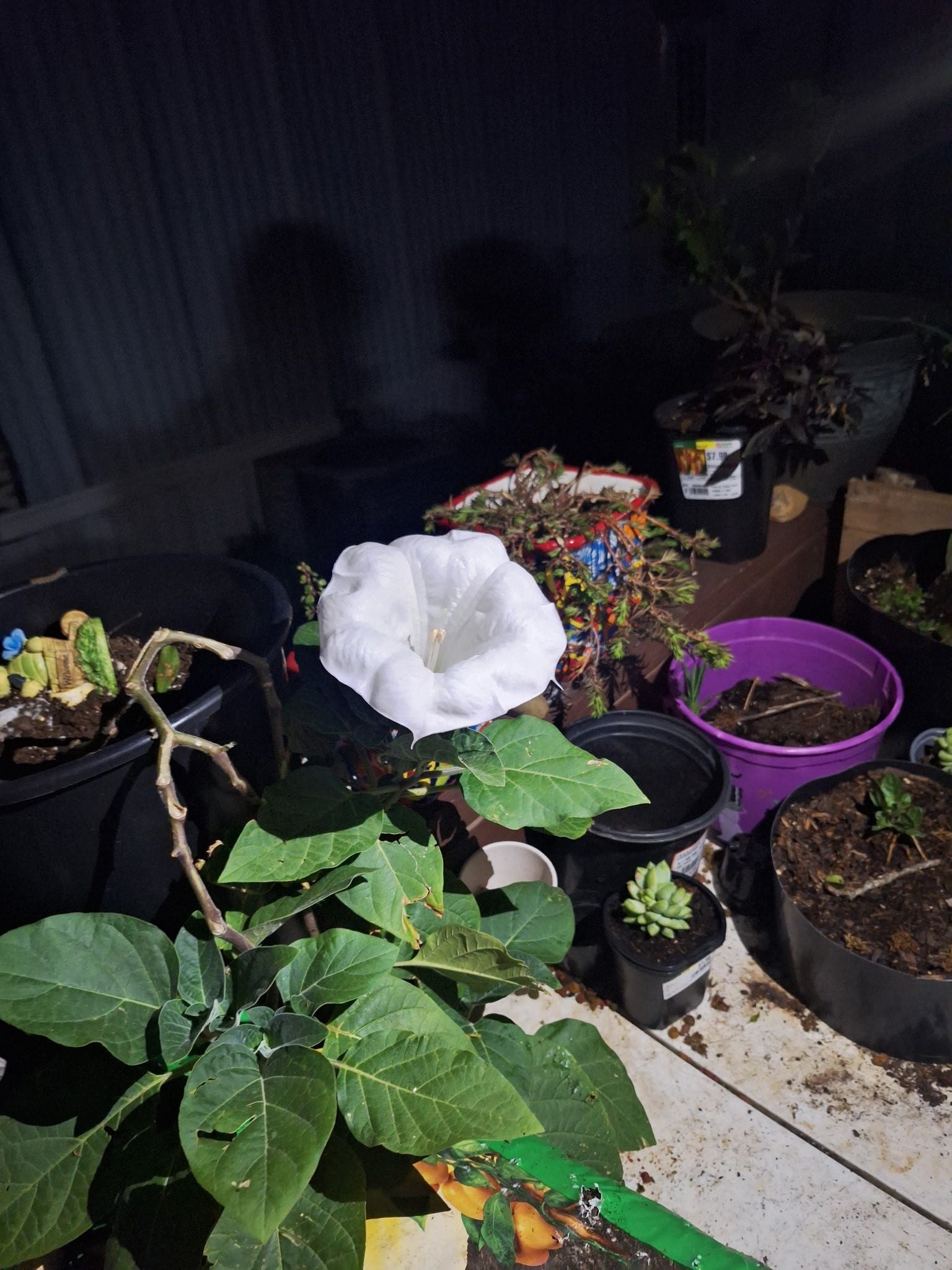 🌙 Moonflower Growth: Height vs. Width