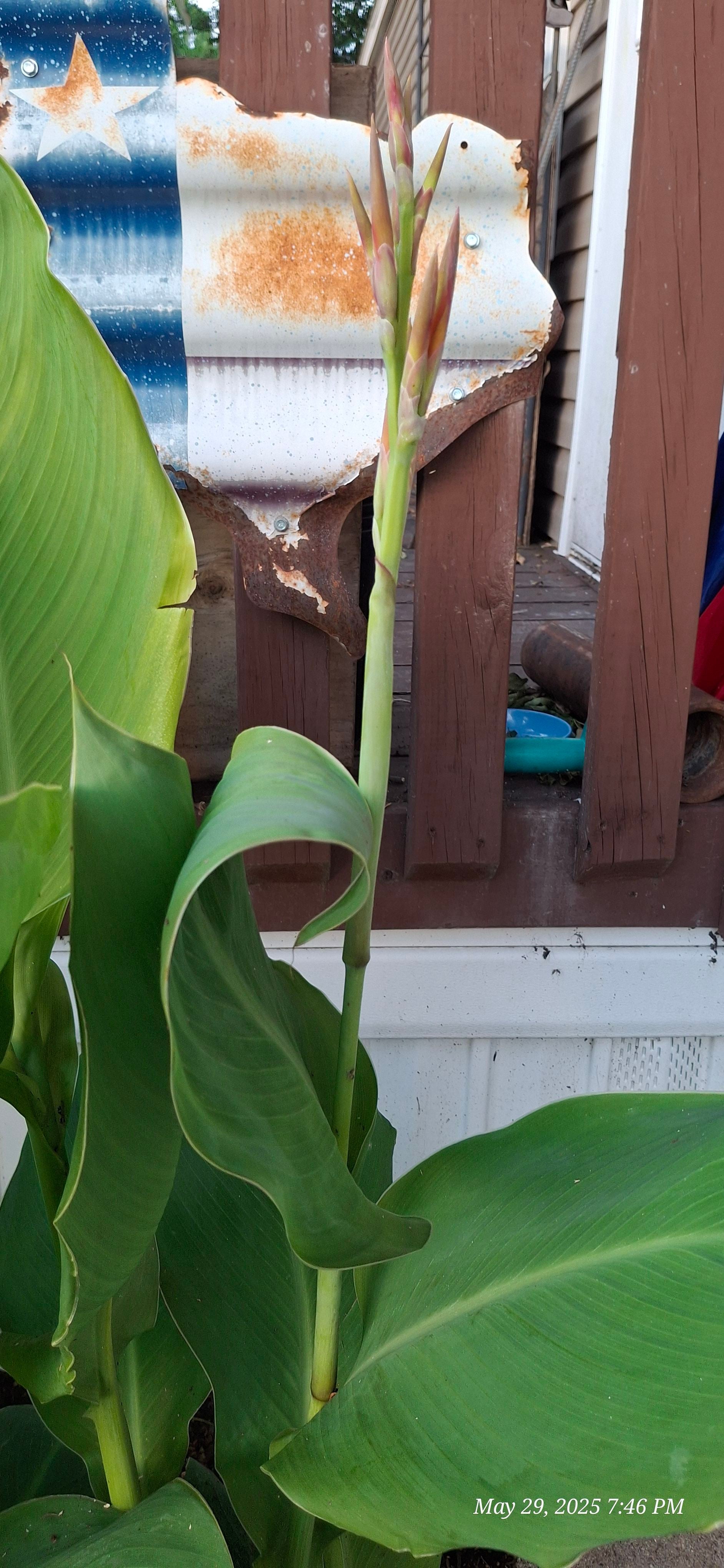 Canna Cleopatra Plant Care: Water, Light, Nutrients | Greg App 🌱