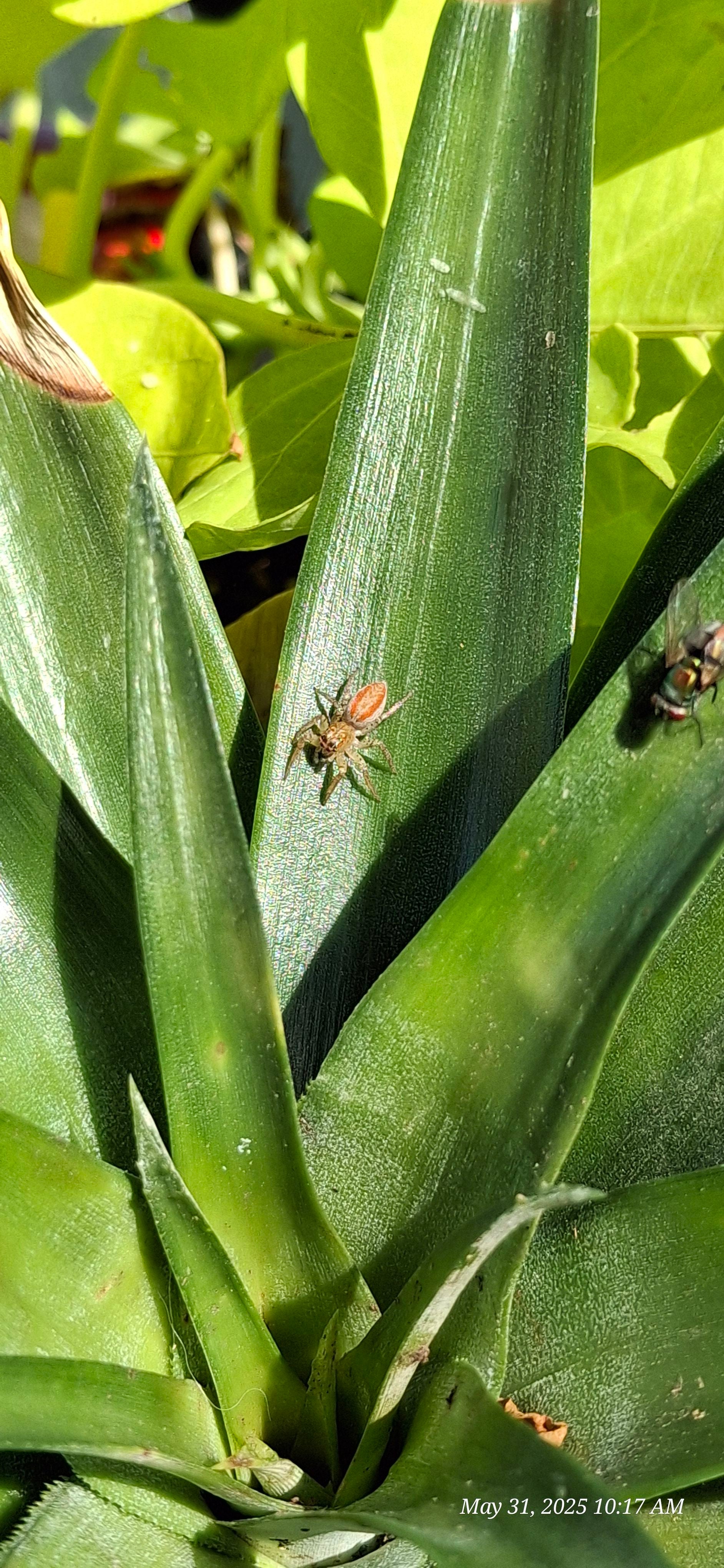 🍍 Most Colorful Varieties of Pineapple