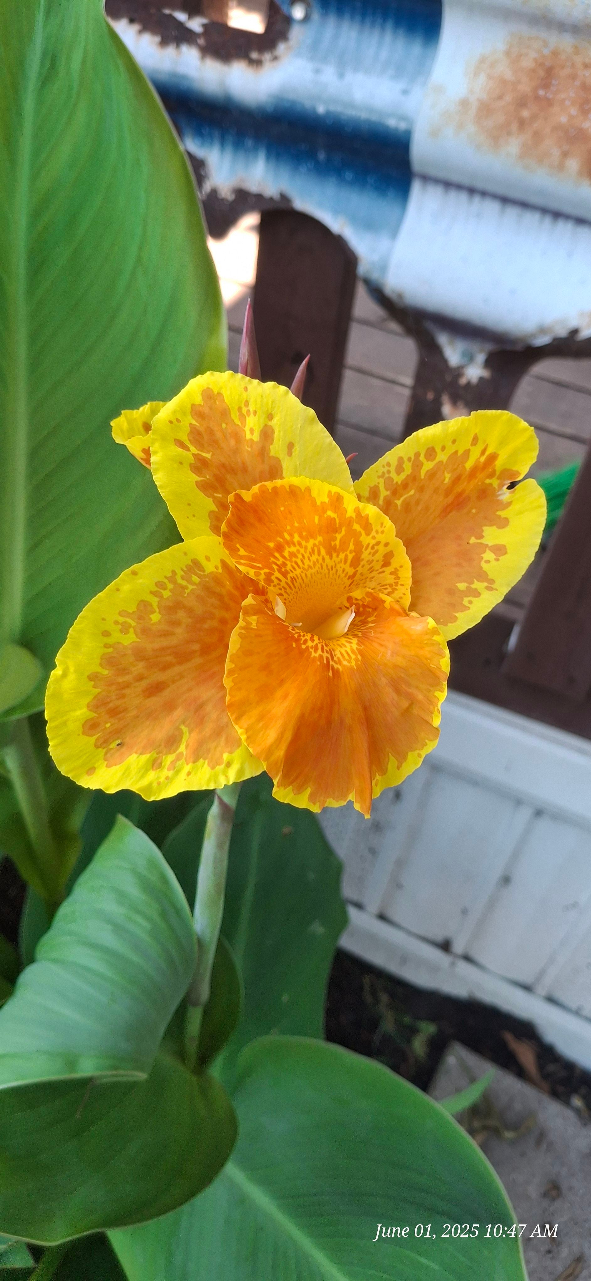 Keep Your Canna 'Sunscape® Lava Rock' Alive: Light, Water & Care ...