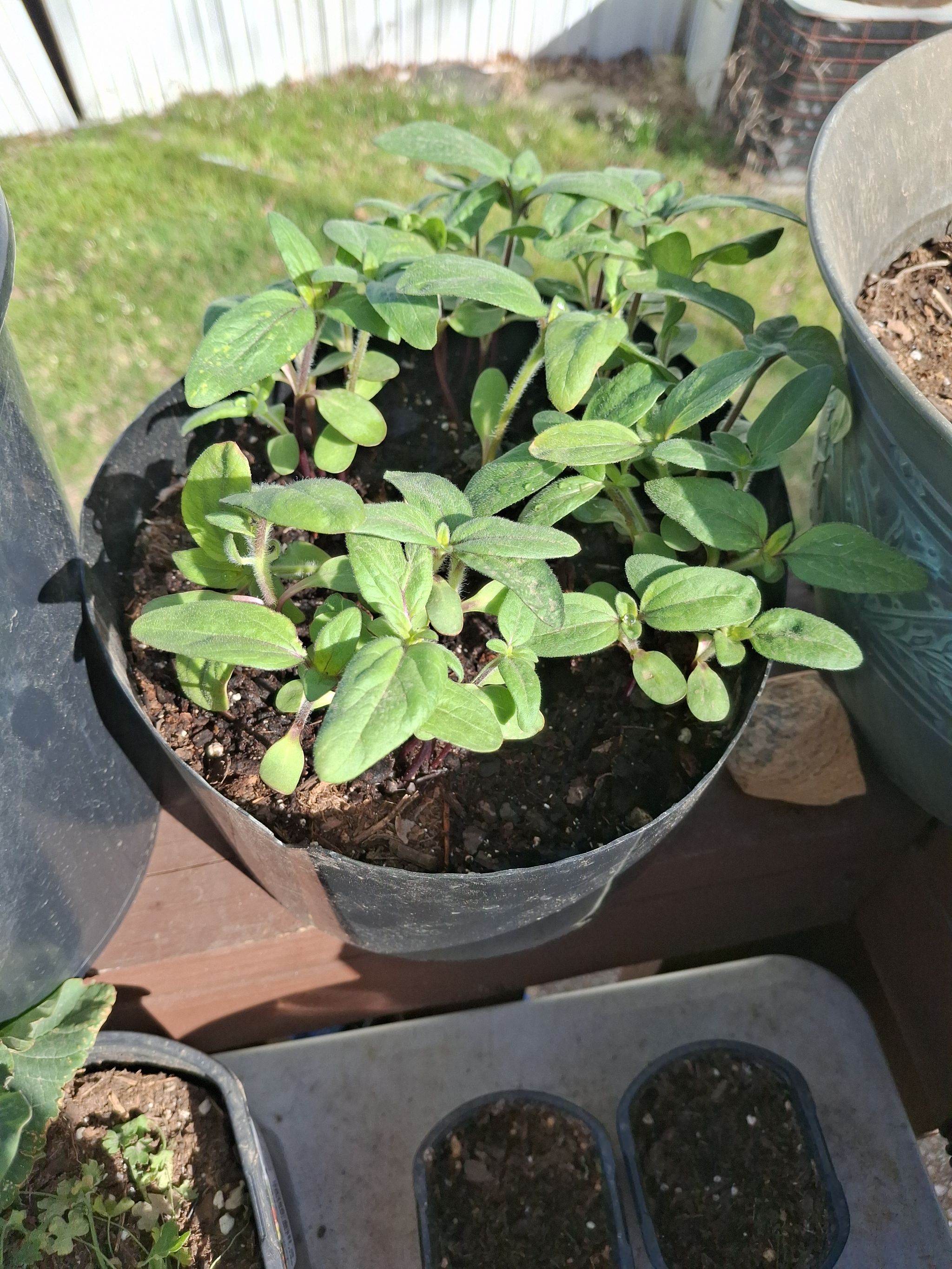 Black Spots on My Jua Maya Sunflower Leaves