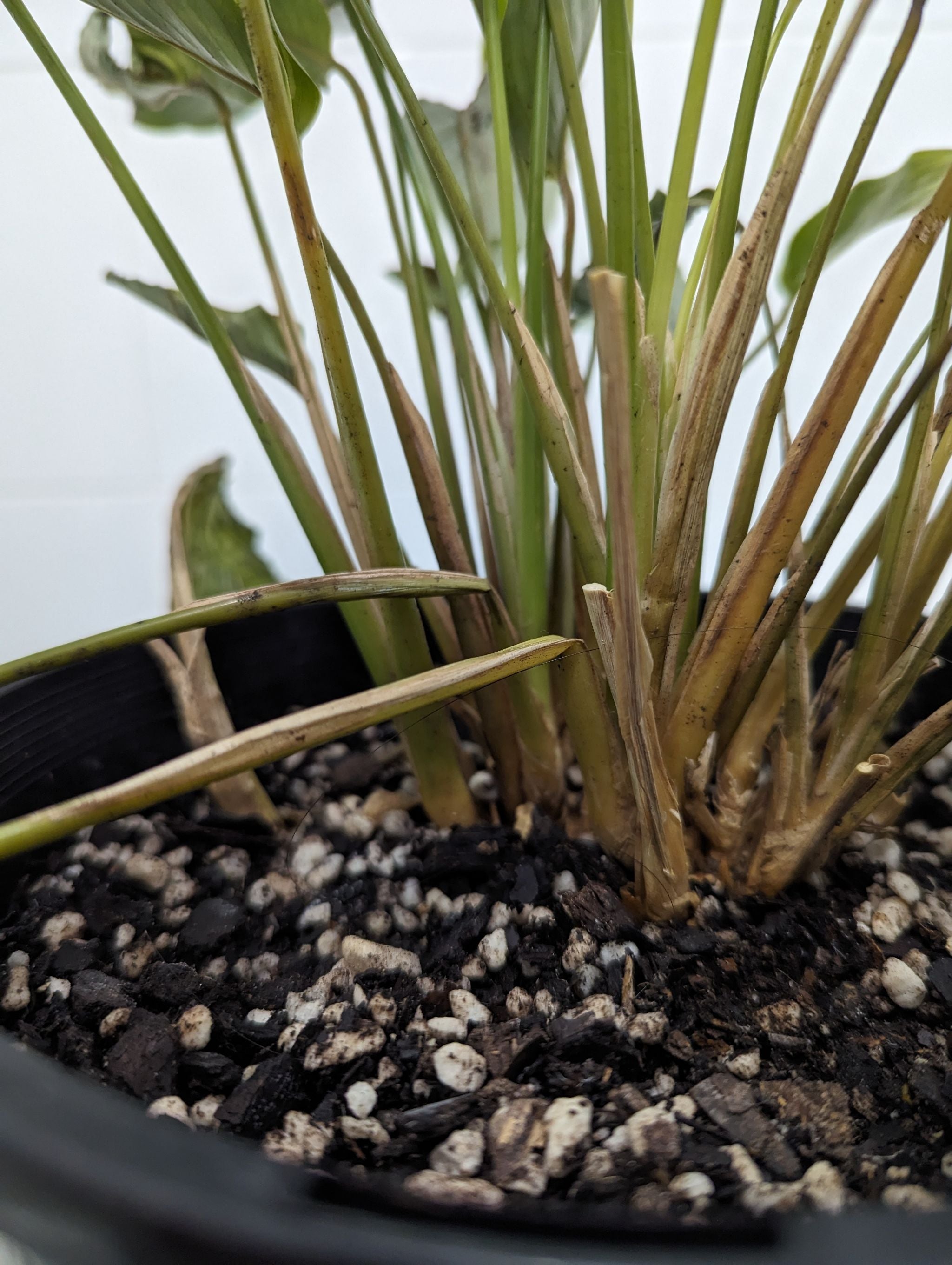 The Complete Pinstripe Calathea Plant Care Guide: Water, Light & Beyond