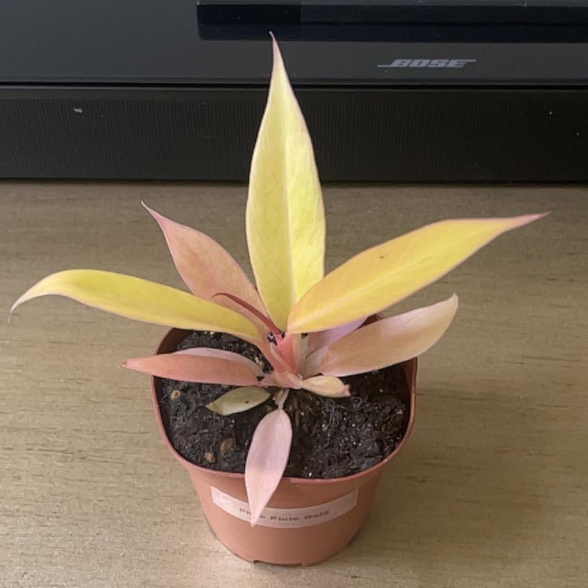 Pluto Gold Plant Care: Water, Light, Nutrients | Greg App 🌱