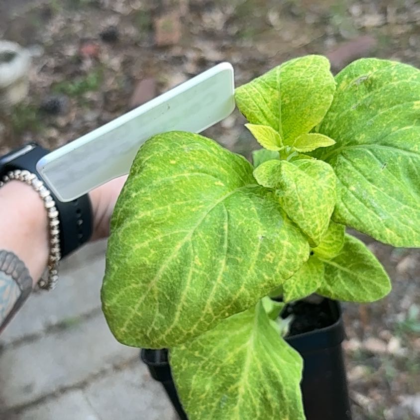 Coleus 'Wizard Golden' Plant Care: Water, Light, Nutrients | Greg App 🌱