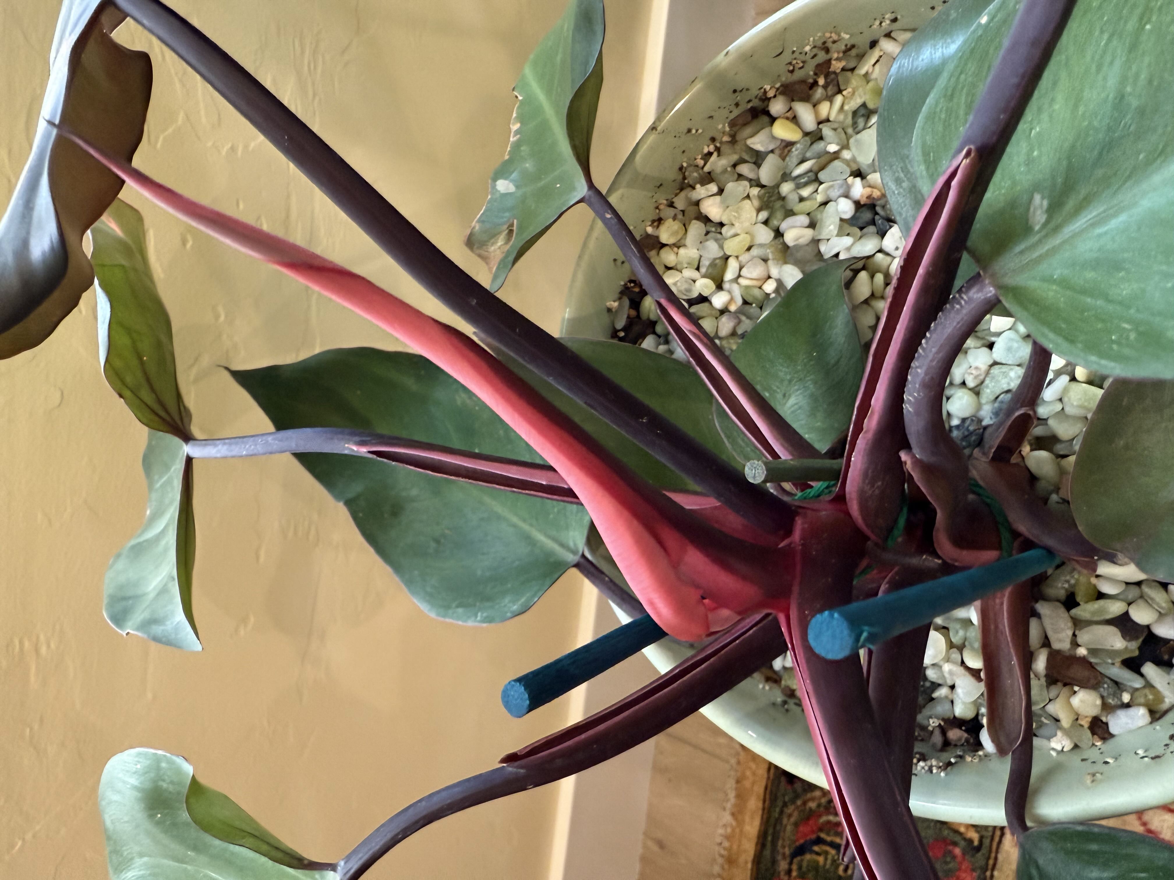 Philodendron Red Heart Plant Care: Water, Light, Nutrients | Greg App 🌱